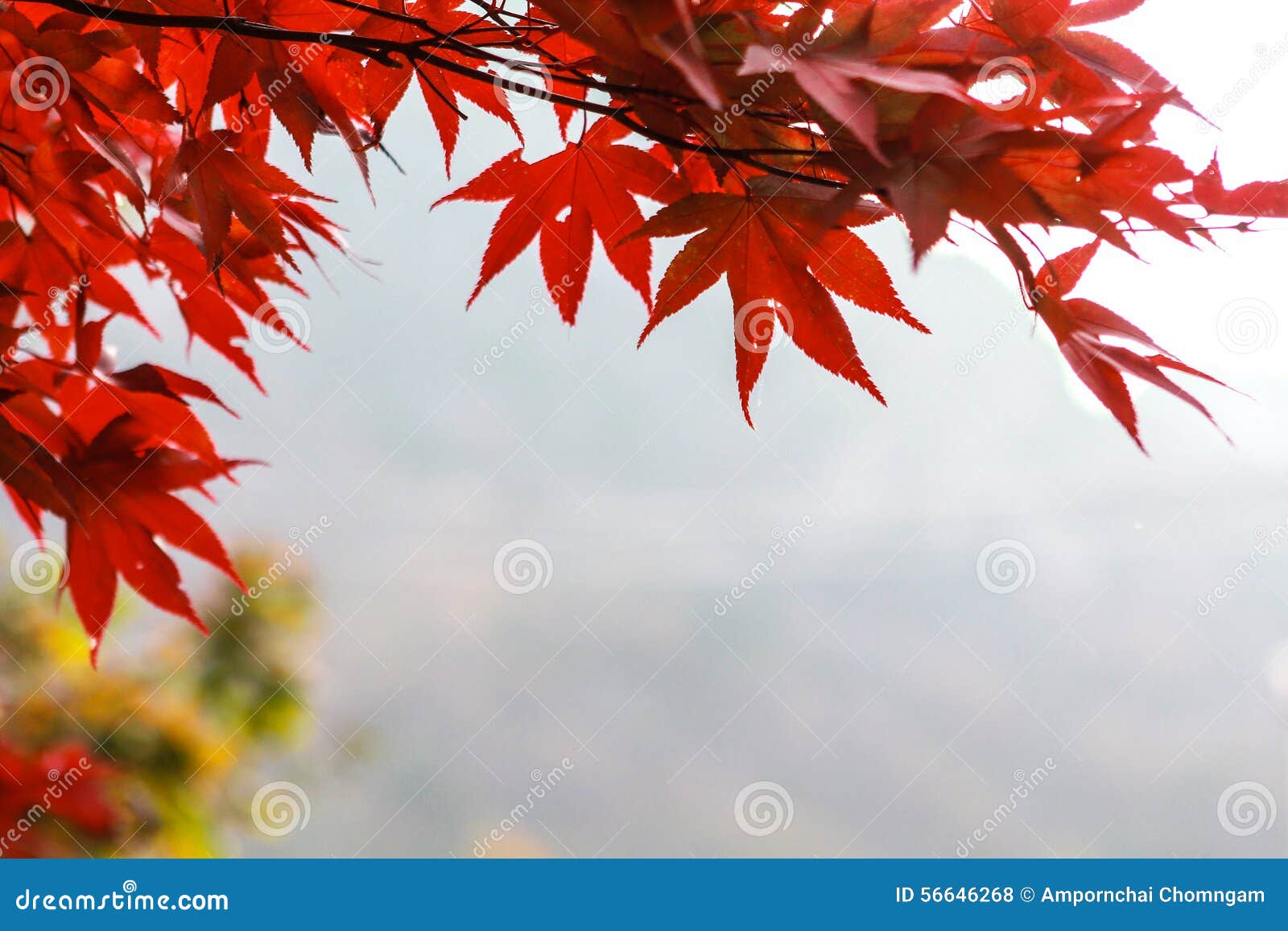 Red Maple Leaf , South Korea Autumn Stock Photo - Image of scene, tree ...