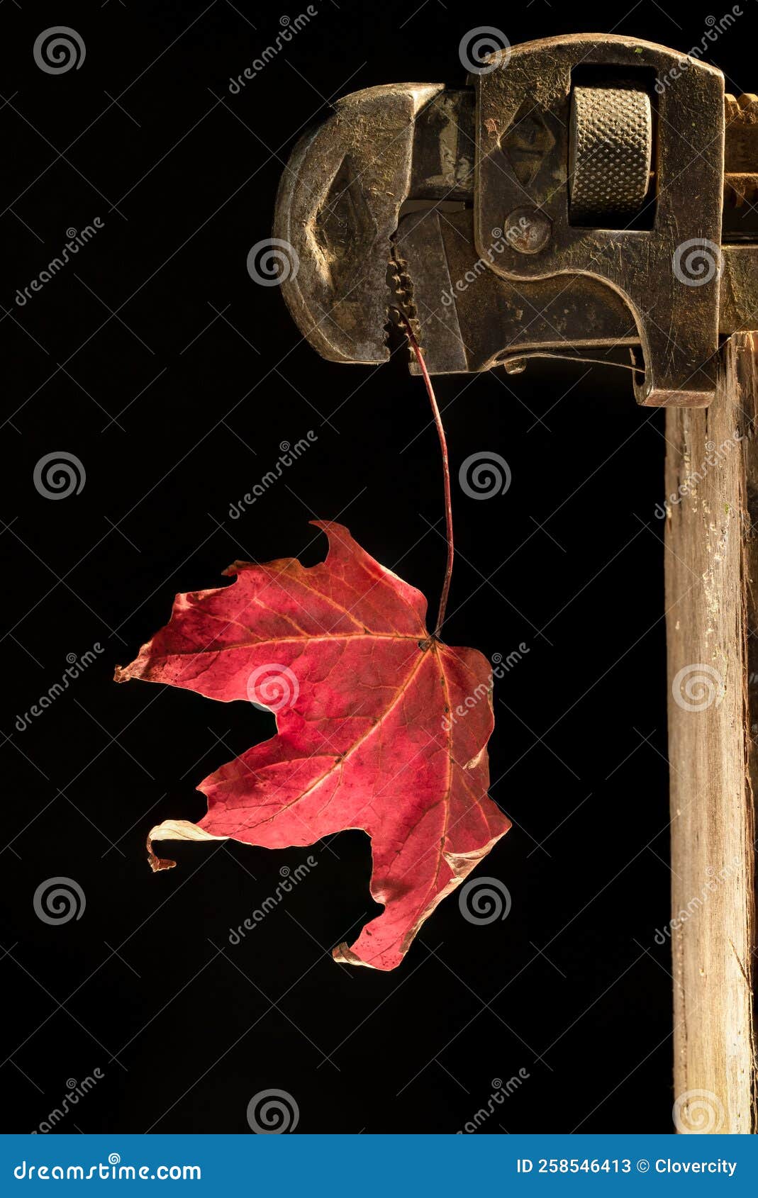 Red Maple Leaf Still Life stock image. Image of rustic - 258546413