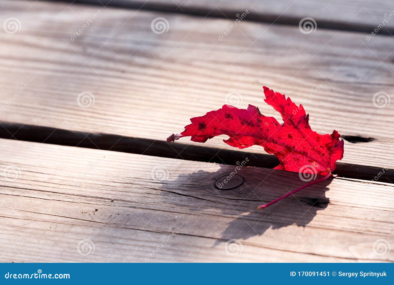 Red Maple Leaf Stuck in the Gap between the Boards Stock Image - Image ...