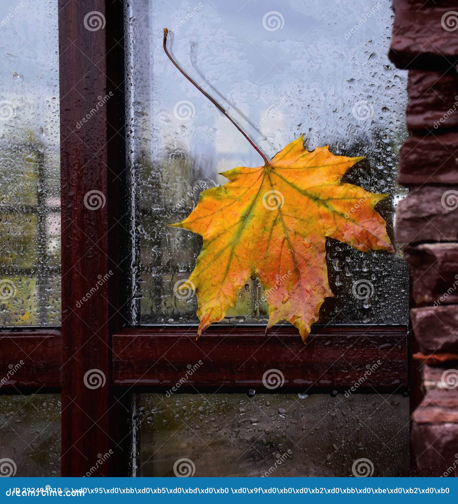 Orange Maple Leaf on a Wet Window Stock Photo - Image of yellow, tree ...