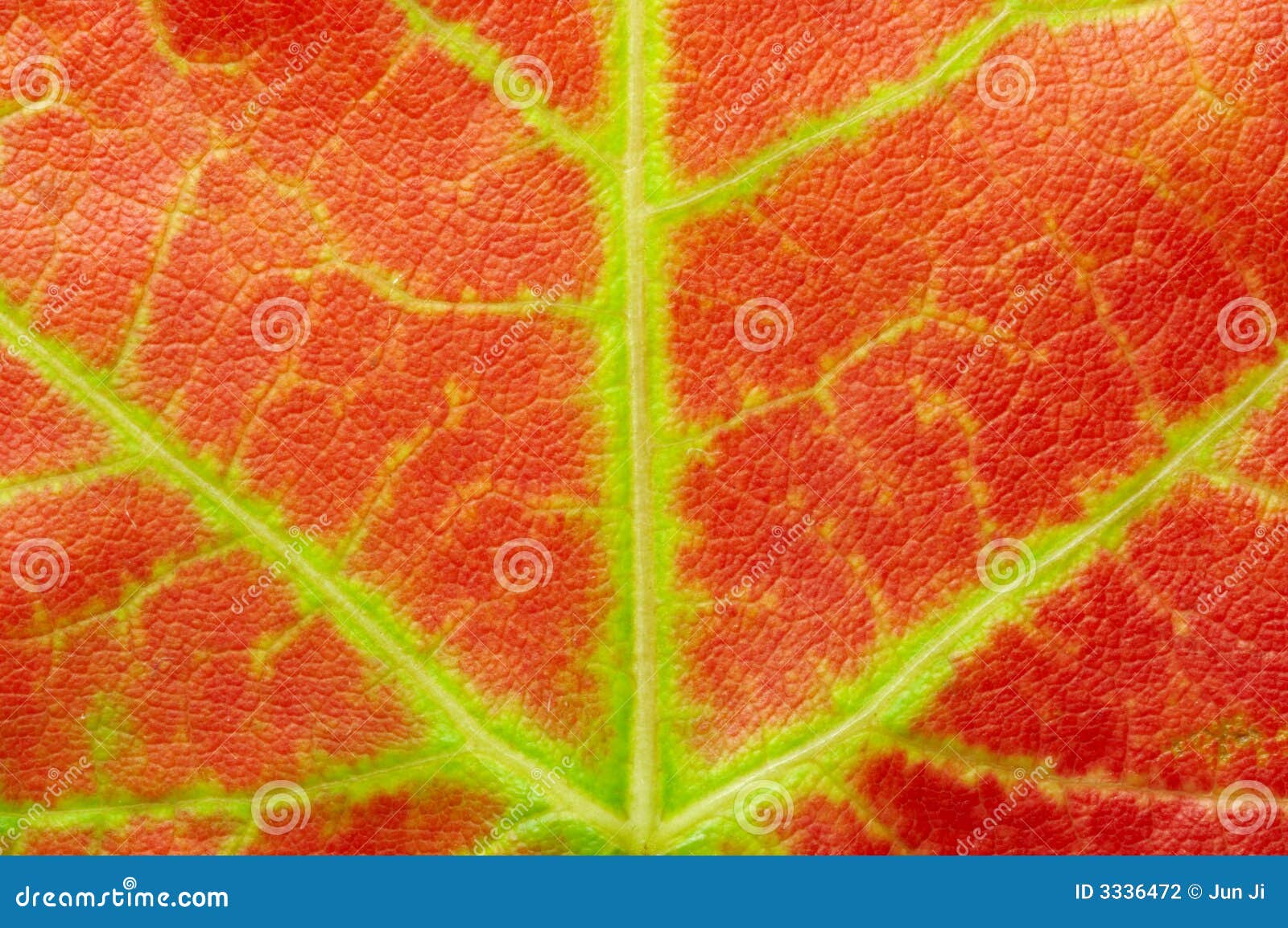 Red maple leaf texture stock photo. Image of close, transition - 3336472