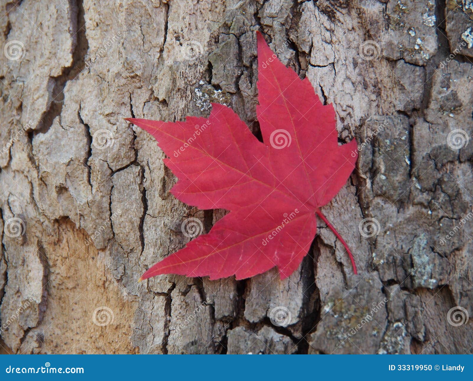 Red Maple Leaf stock photo. Image of snow, autumn, green - 33319950