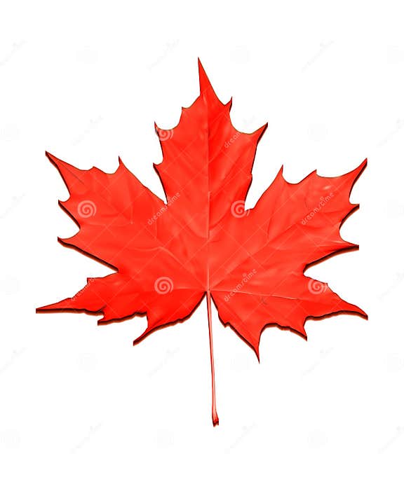 Red maple leaf vector stock vector. Illustration of canadian - 55795761