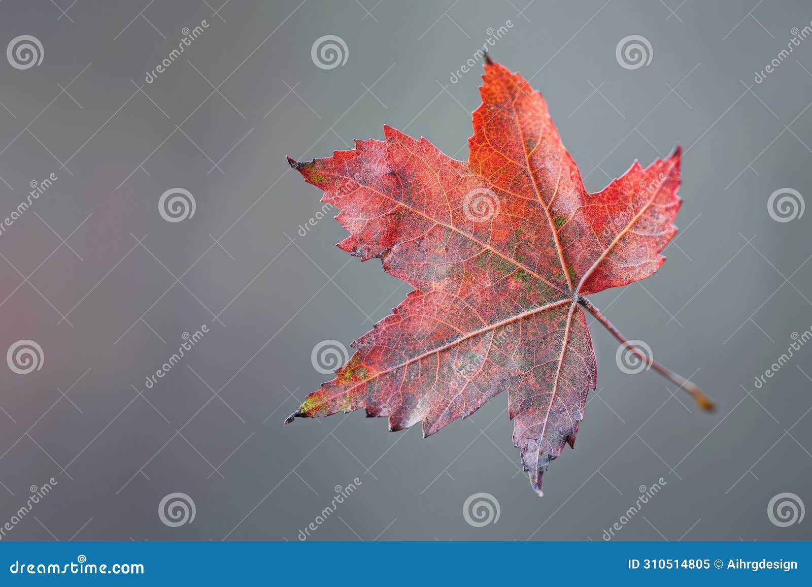 Ethereal Dance Of The Scarlet Maple Leaf Stock Photo | CartoonDealer ...