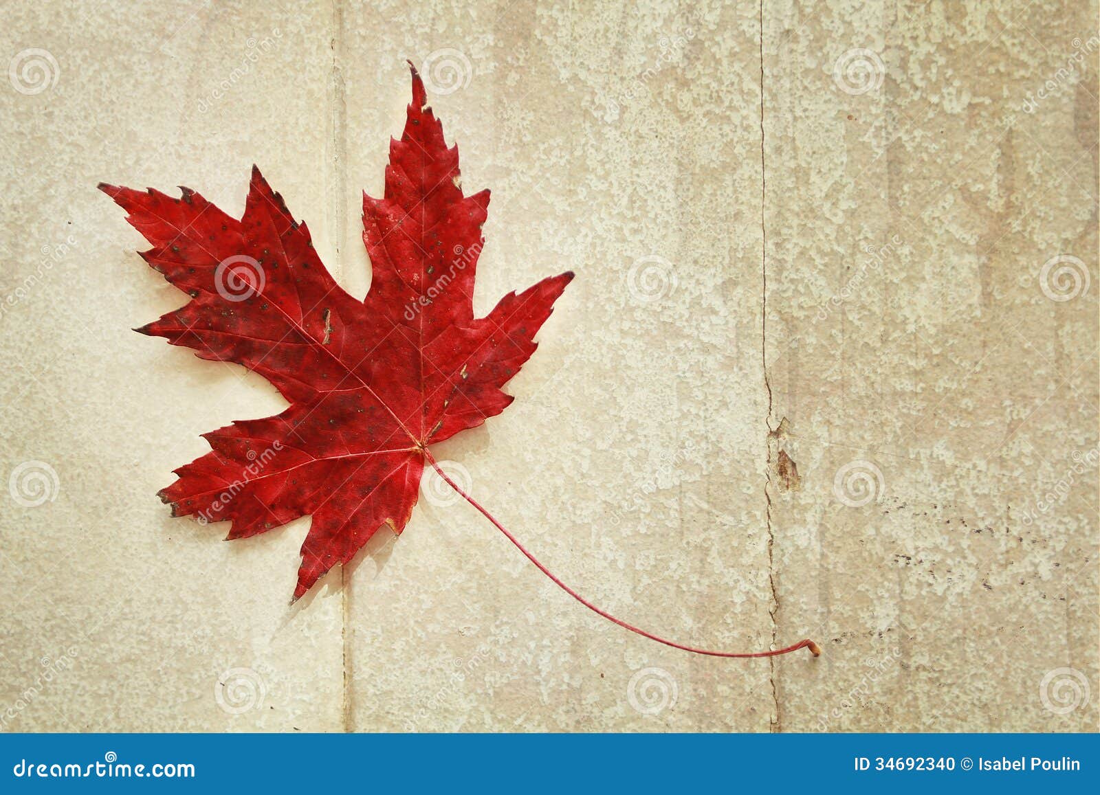 Red maple leaf stock photo. Image of background, autumn - 34692340