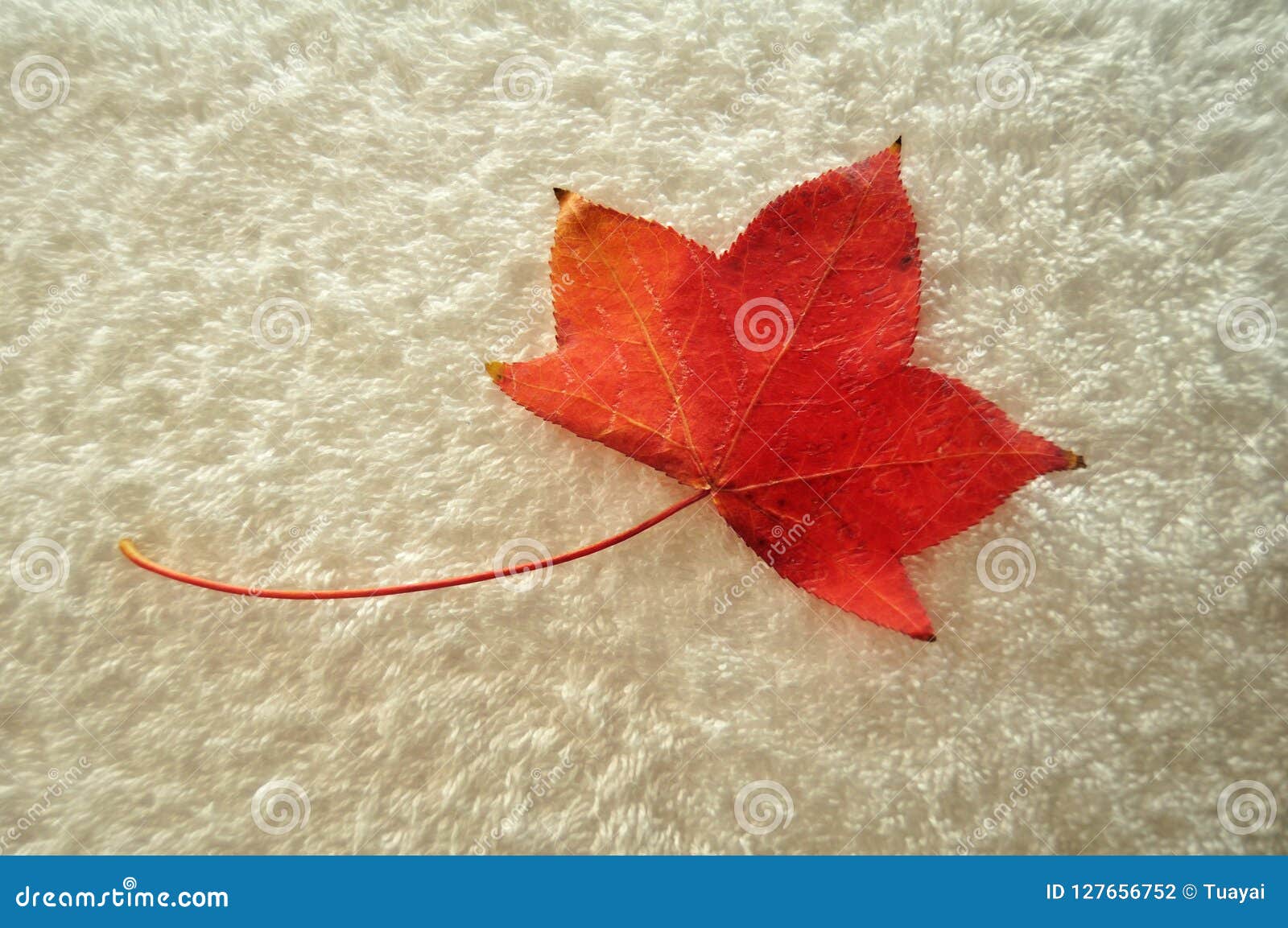 Red Maple Leaf on White Background Stock Photo - Image of seasonal ...