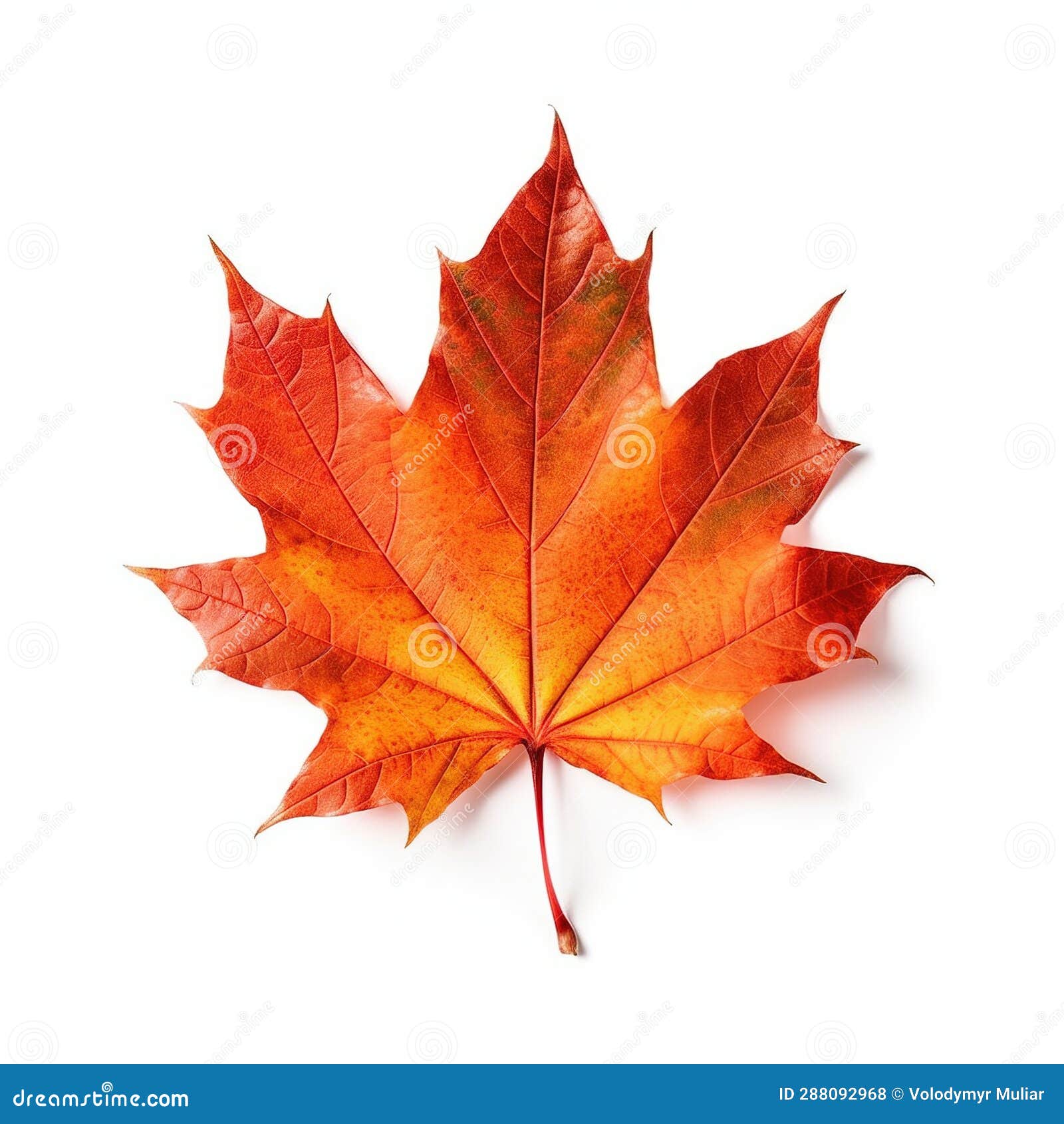 Red Maple Leaf on White Isolated Background. AI Generation Stock ...