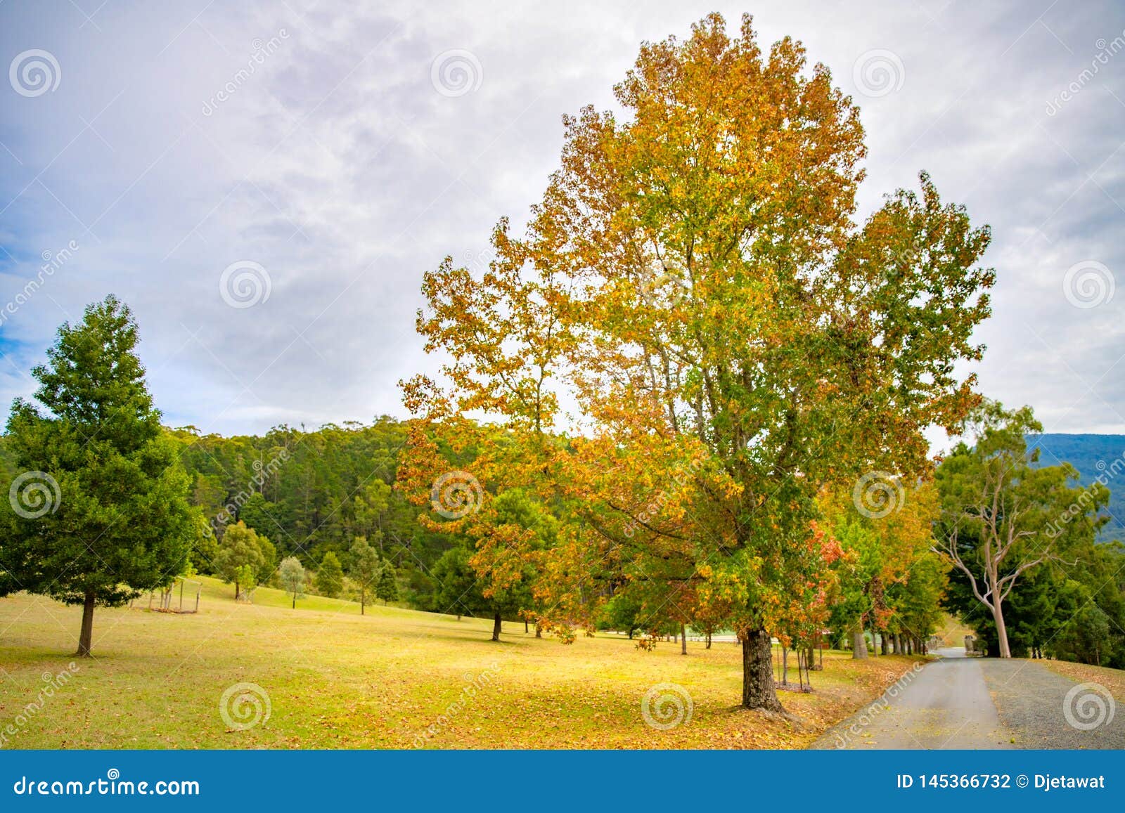 Red Maple Leaf in Winter Season Stock Photo - Image of macro, beautiful ...