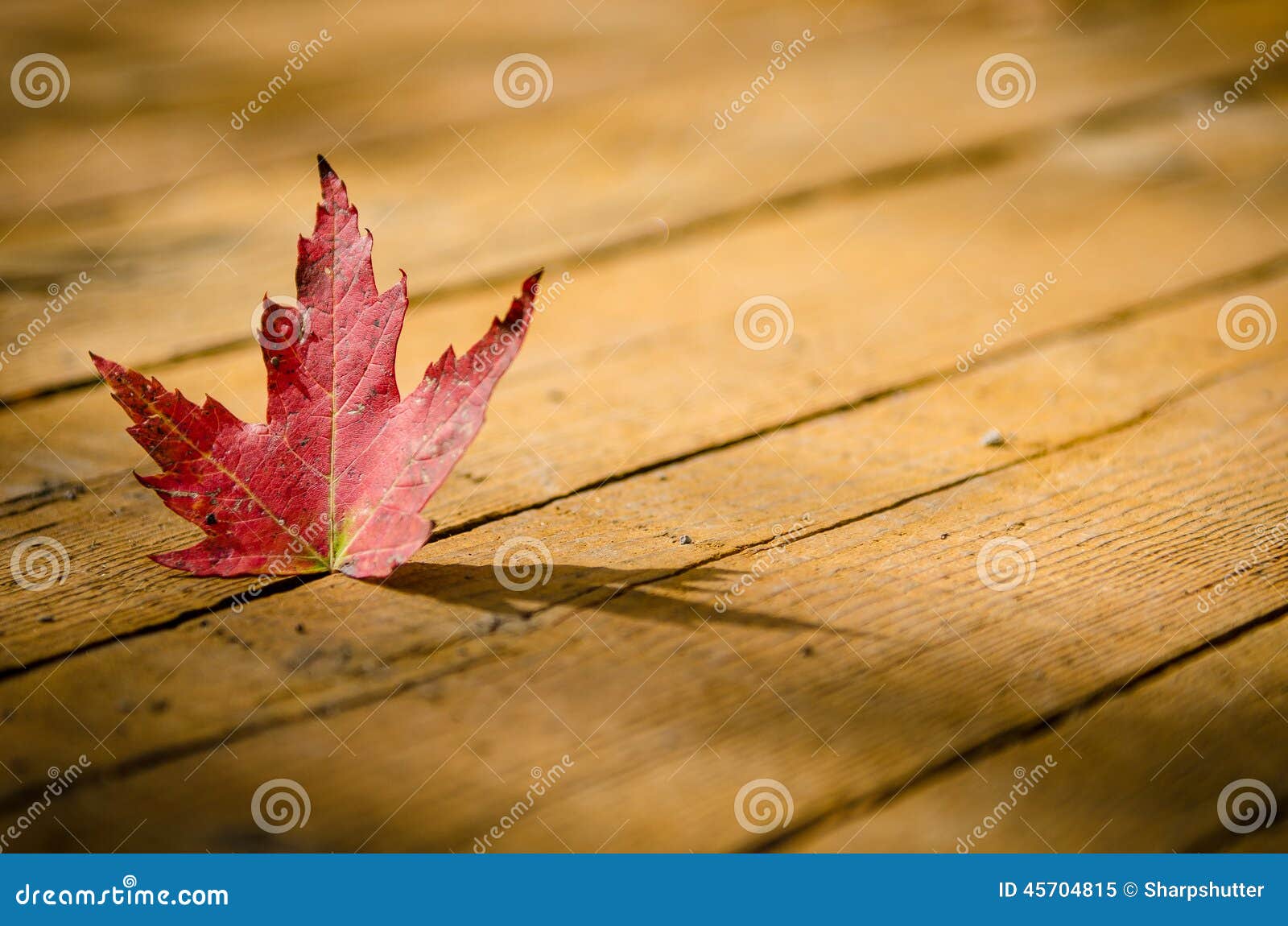 Red maple leaf on wood stock image. Image of close, afternoon - 45704815