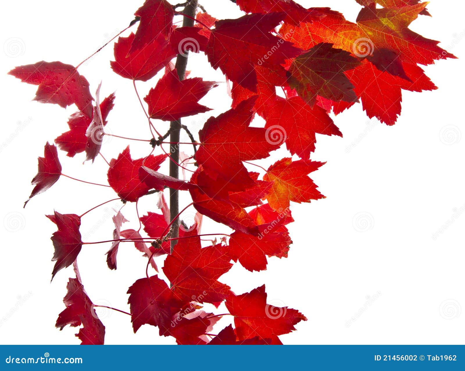 Red Maple Leafs stock photo. Image of colorful, maple - 21456002