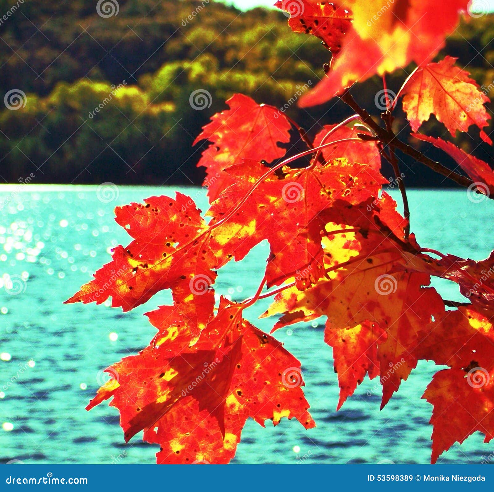 Canada red maple leafs stock image. Image of autumn, canada - 53598389