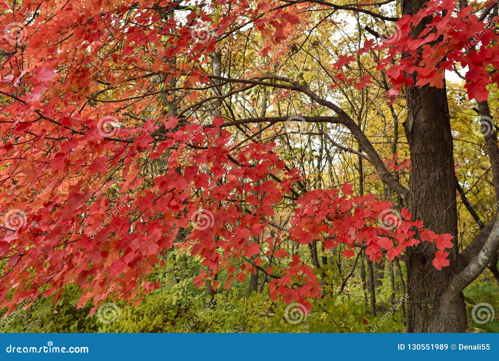 Red maple leafs,autumn. stock image. Image of trunk - 130551989