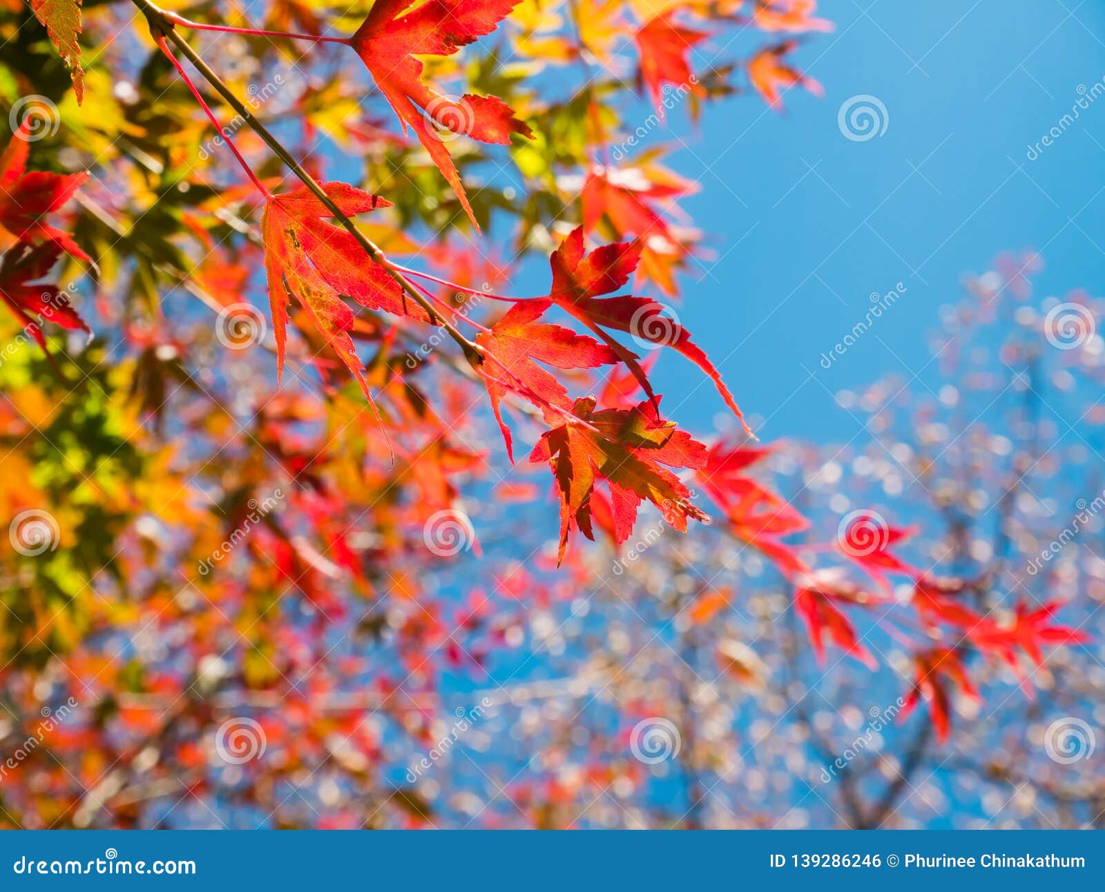 Red maple leafs stock photo. Image of focus, plants - 139286246