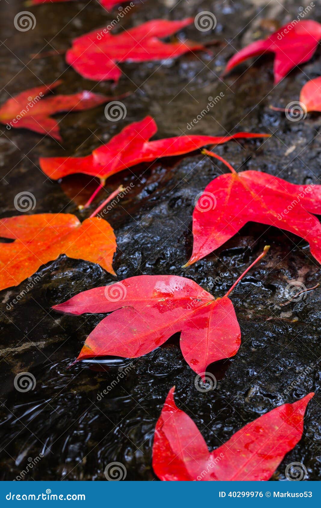Red Maple leafs stock photo. Image of textured, nature - 40299976