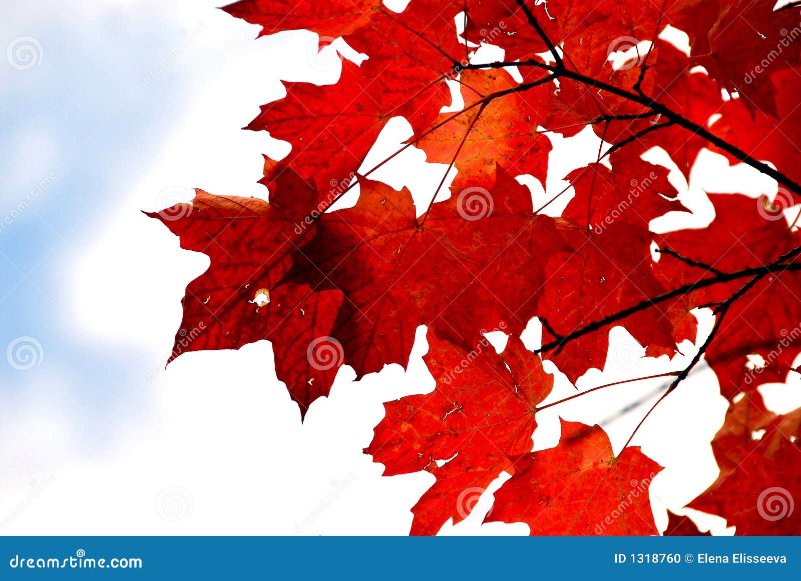 Red maple leaves stock photo. Image of leaves, blue, texture - 1318760