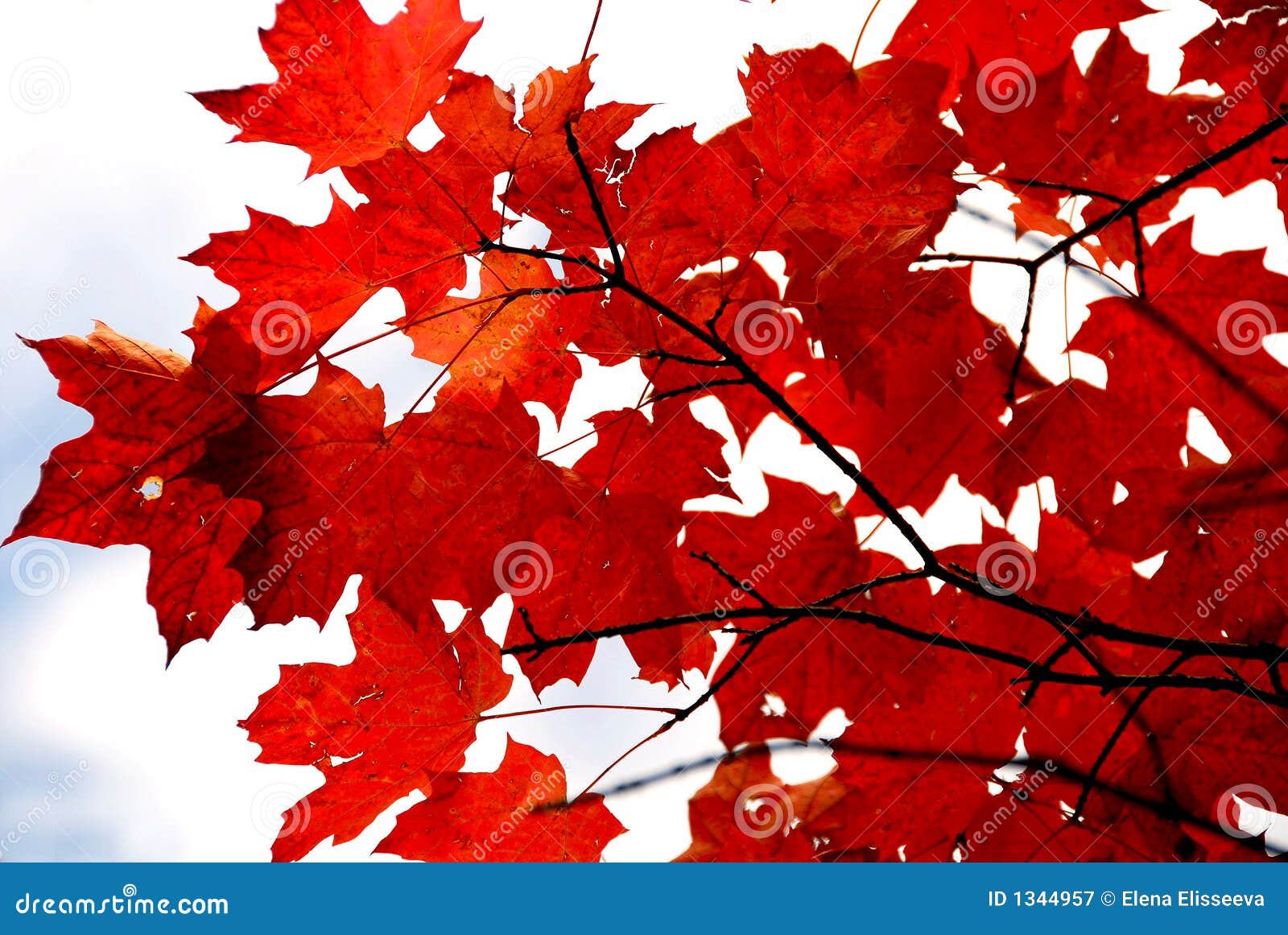 Red maple leaves stock image. Image of color, close, season - 1344957