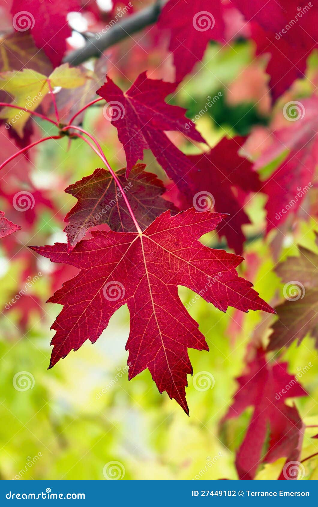 Red Maple Leaves stock photo. Image of november, autumn - 27449102