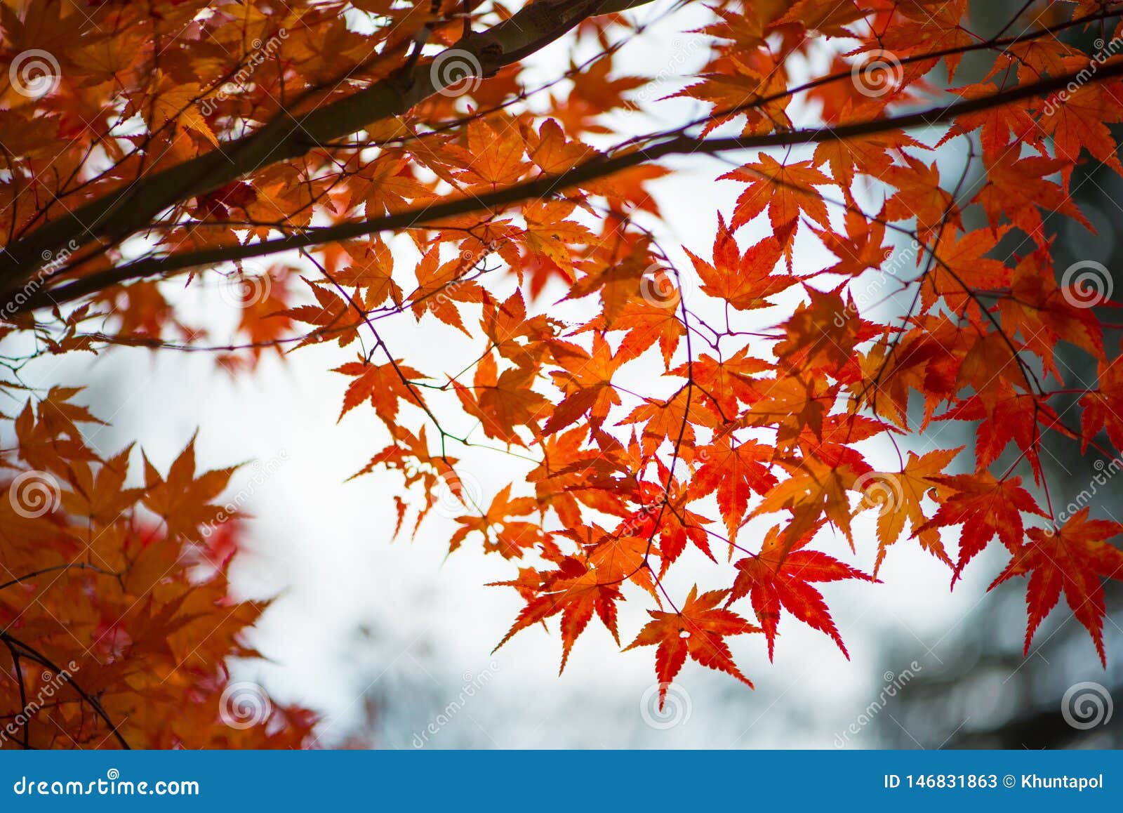 Red Maple Leaves in Autumn Season Stock Image - Image of autumnal ...