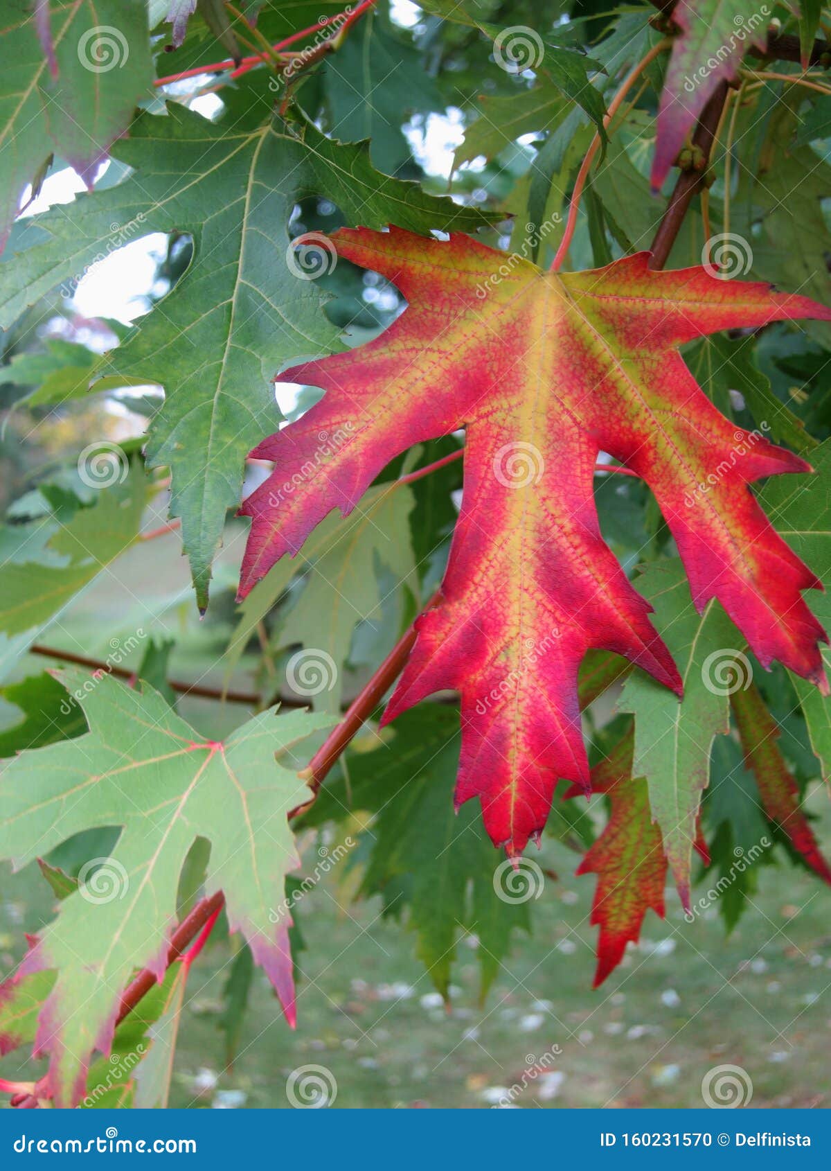 Maple leaves. Fall, tree stock photo. Image of glowing - 160231570