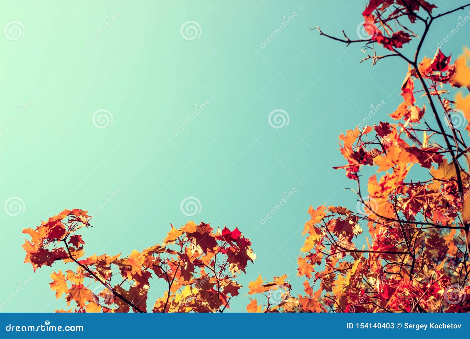 Red Maple Leaves, Autumn Frame, Golden Autumn. Space for Text Stock ...