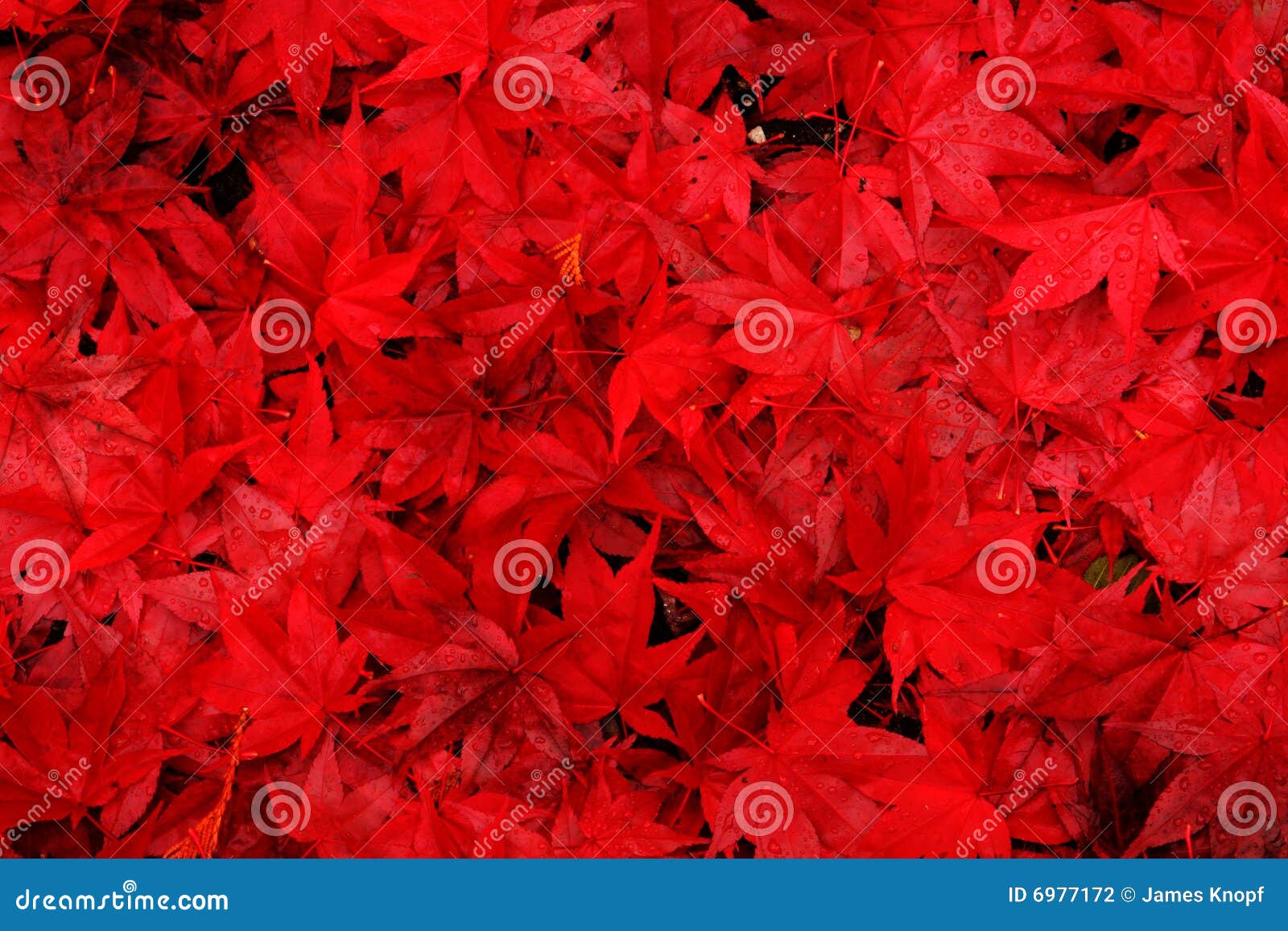 Red Maple Leaves Background Stock Photo - Image of change, tree: 6977172