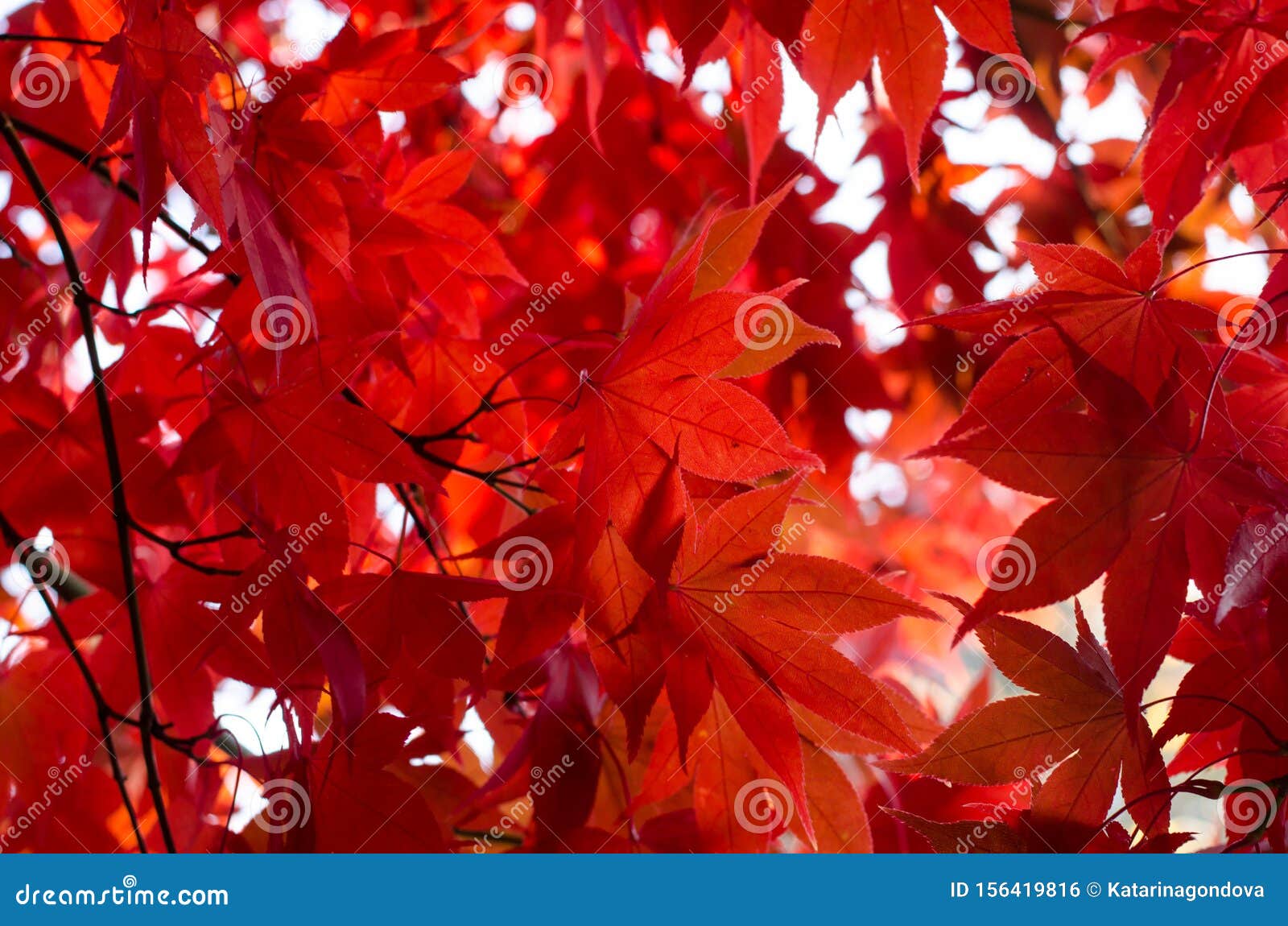 Red Maple Leaves Background Stock Photo - Image of texture, branch ...