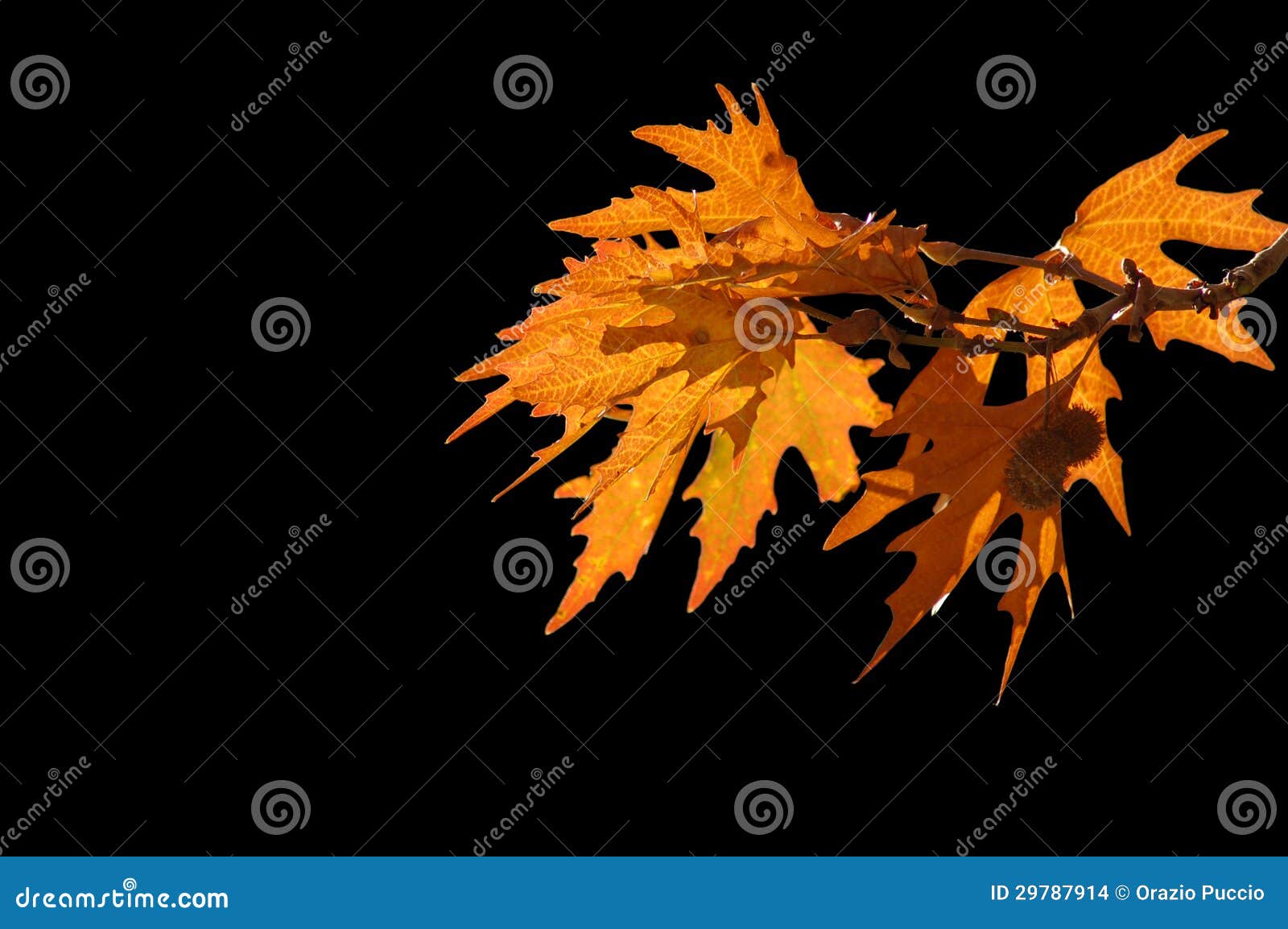 Red leaves stock photo. Image of abstract, garden, leaves - 29787914