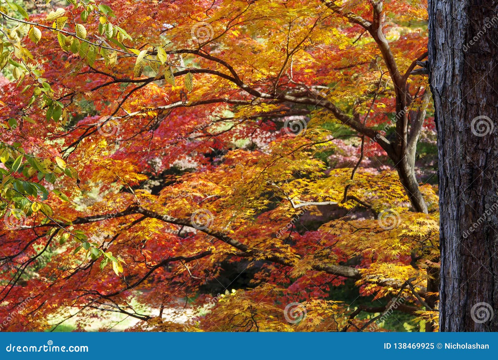 Red Maple Leaves Border at Autumn Forest, Blurred Background. Season ...
