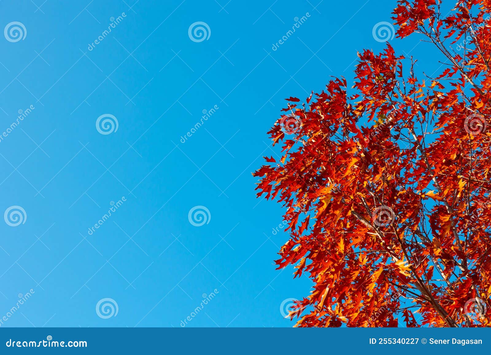 Red Maple Leaves on the Branch Isolated on Blue Sky Background with ...
