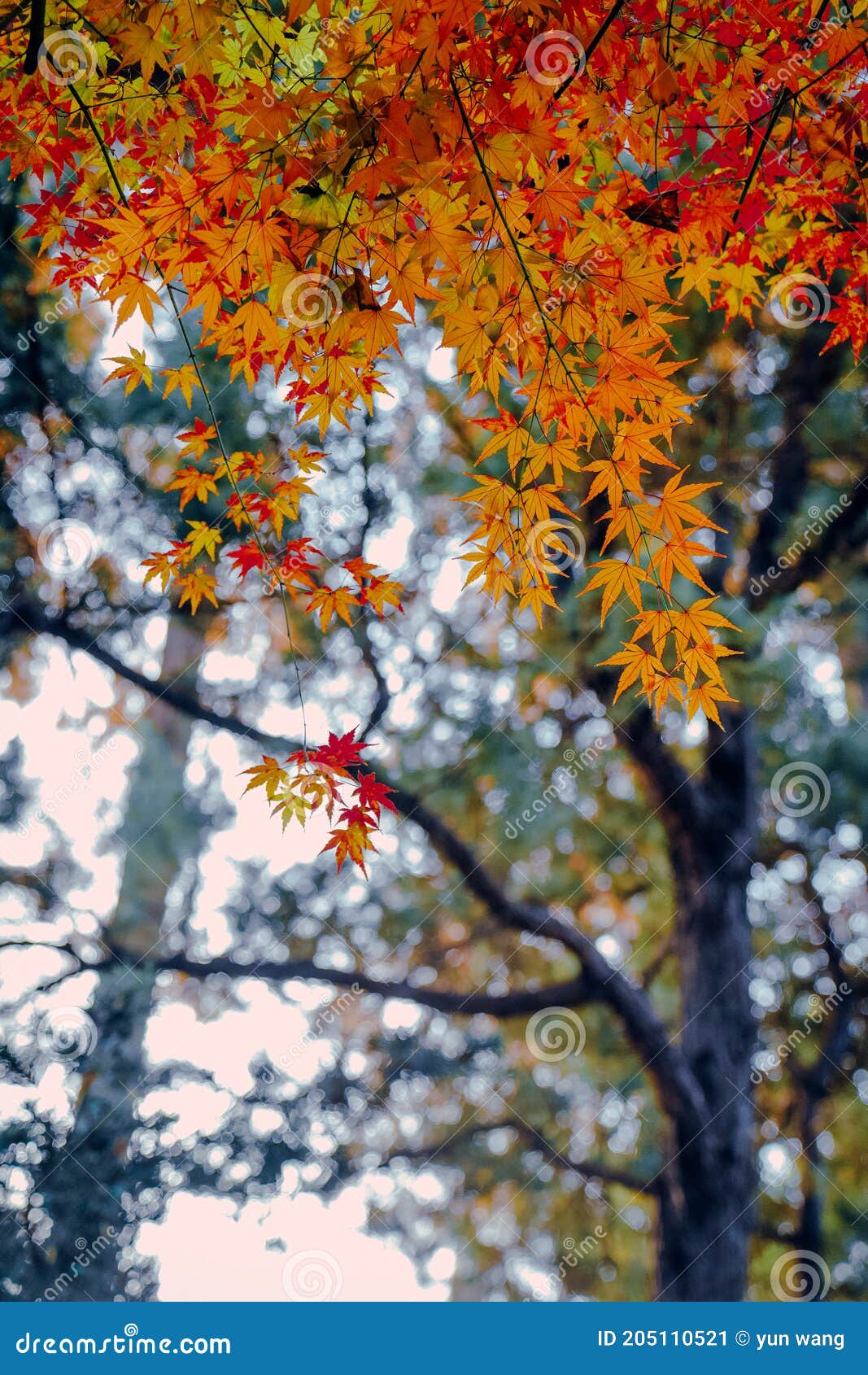 Red Maple Leaves and Chinese Classical Architecture in Autumn Stock ...