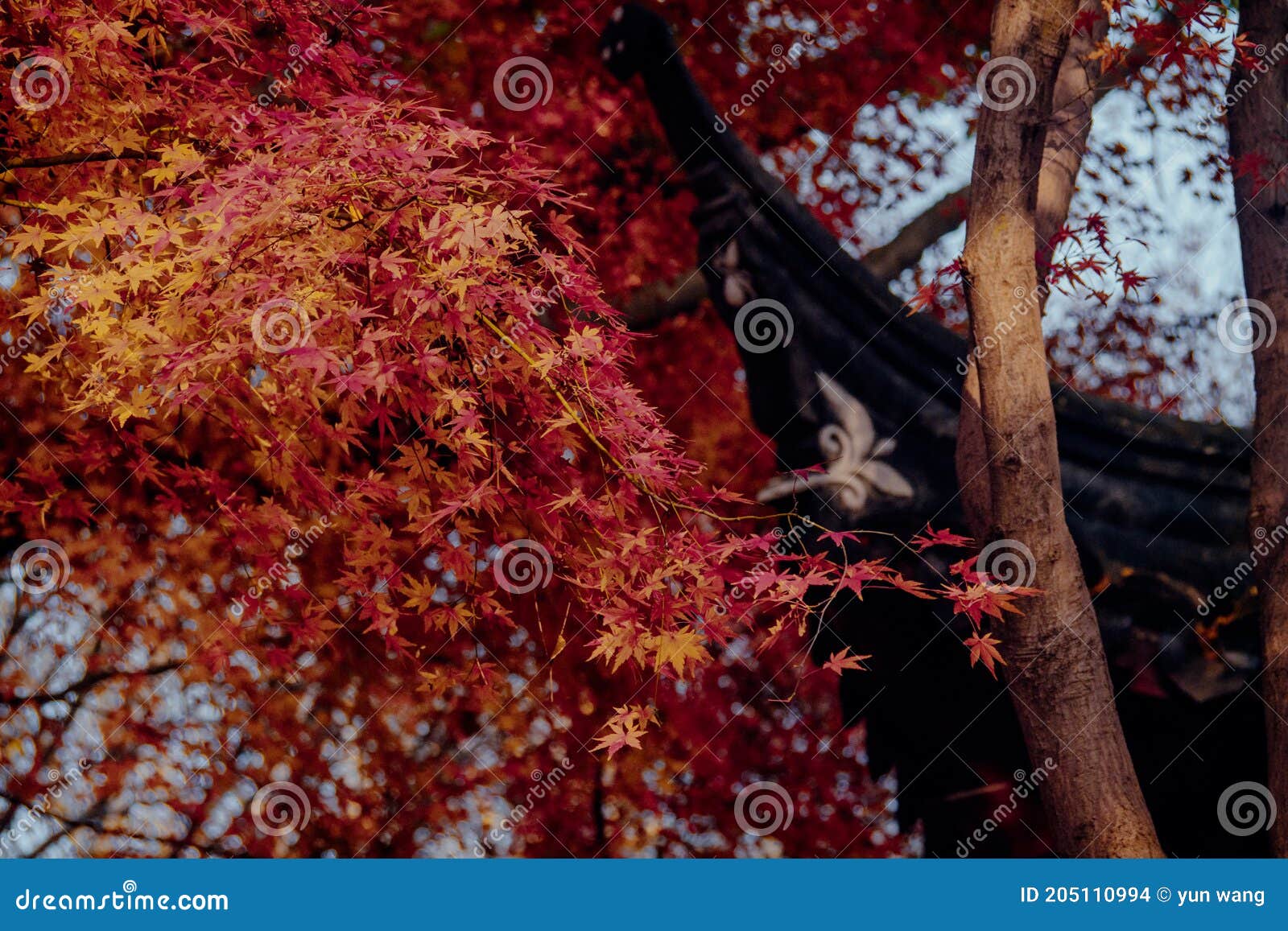 Red Maple Leaves and Chinese Classical Architecture in Autumn Stock ...