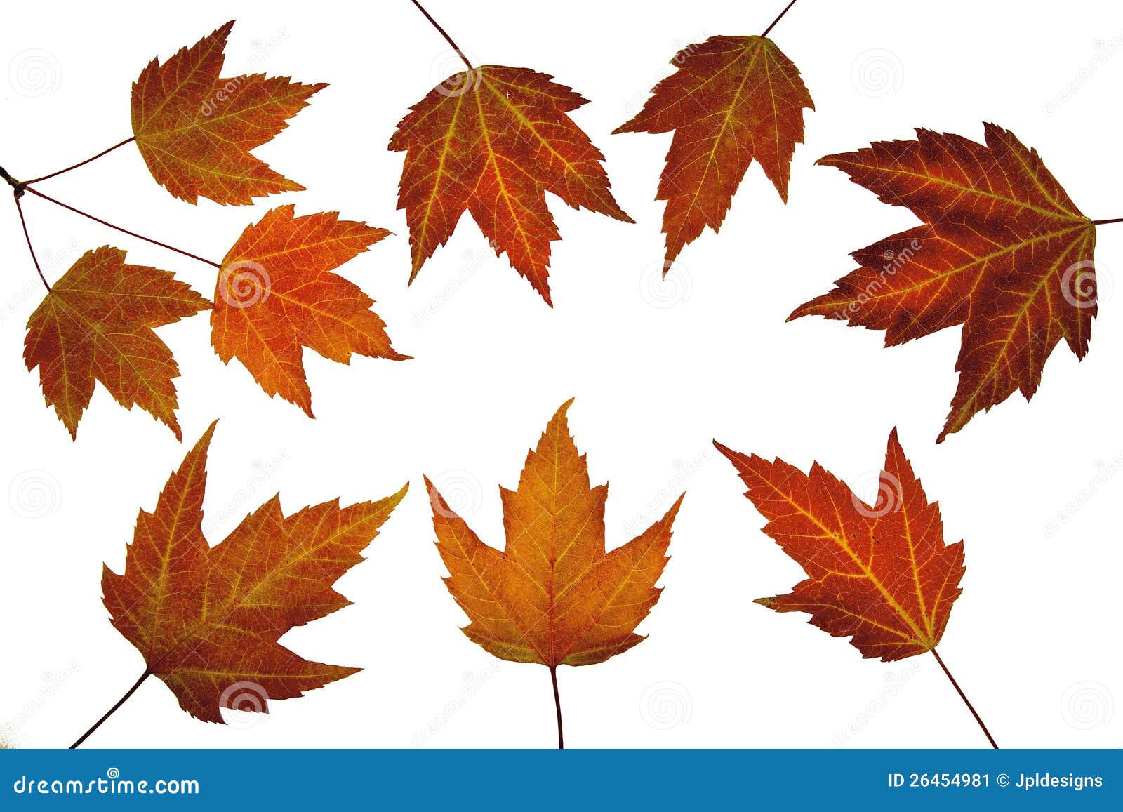 Red Maple Leaves in Fall stock image. Image of isolated - 26454981