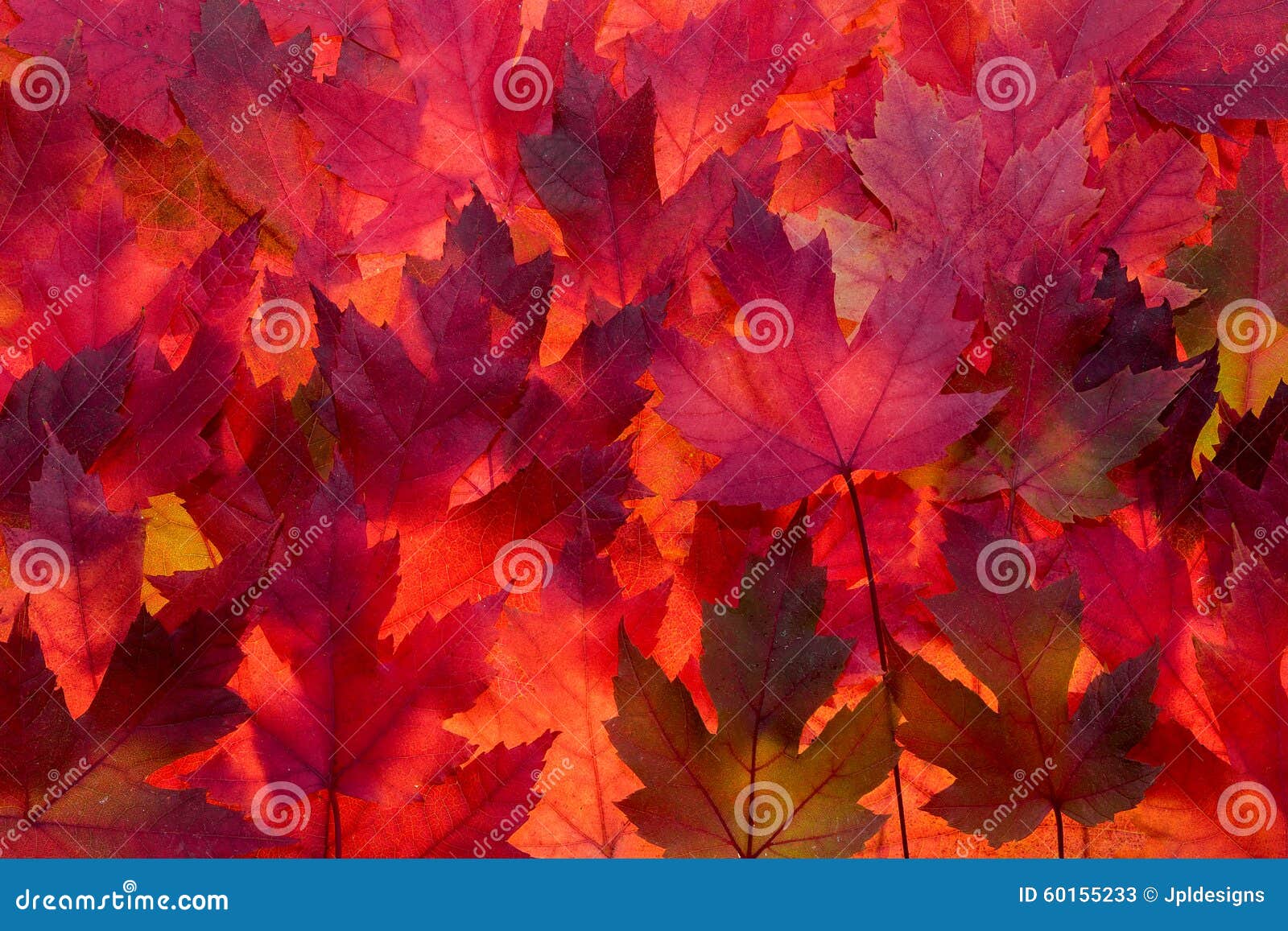 Red Maple Leaves Fall Color Background Stock Image - Image of foliage ...