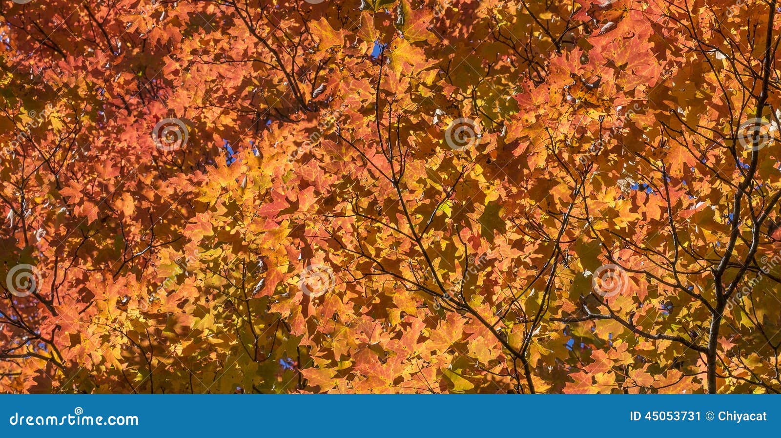 Red Maple Leaves in the Fall Stock Image - Image of woods, colors: 45053731