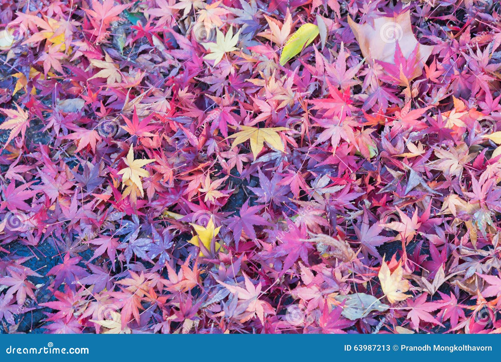 Red maple leaves falling stock image. Image of environment - 63987213