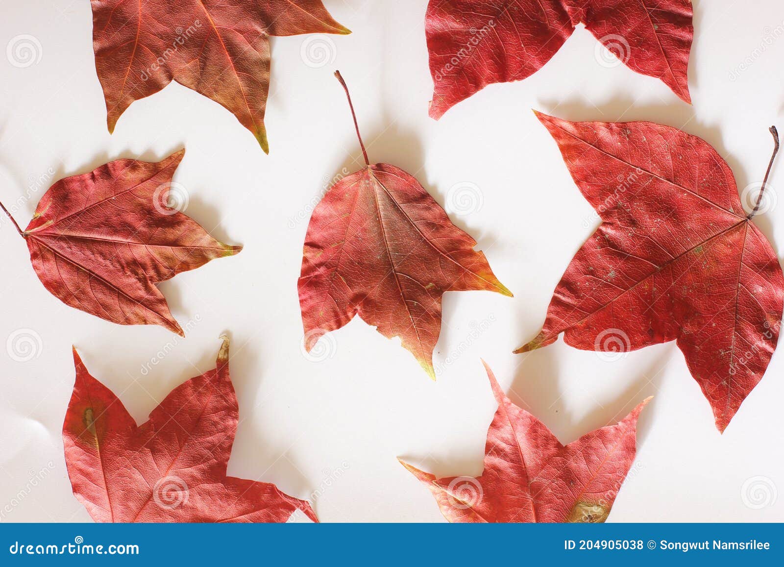 Red Three-pointed Maple Leaf on a White Background Stock Photo - Image ...