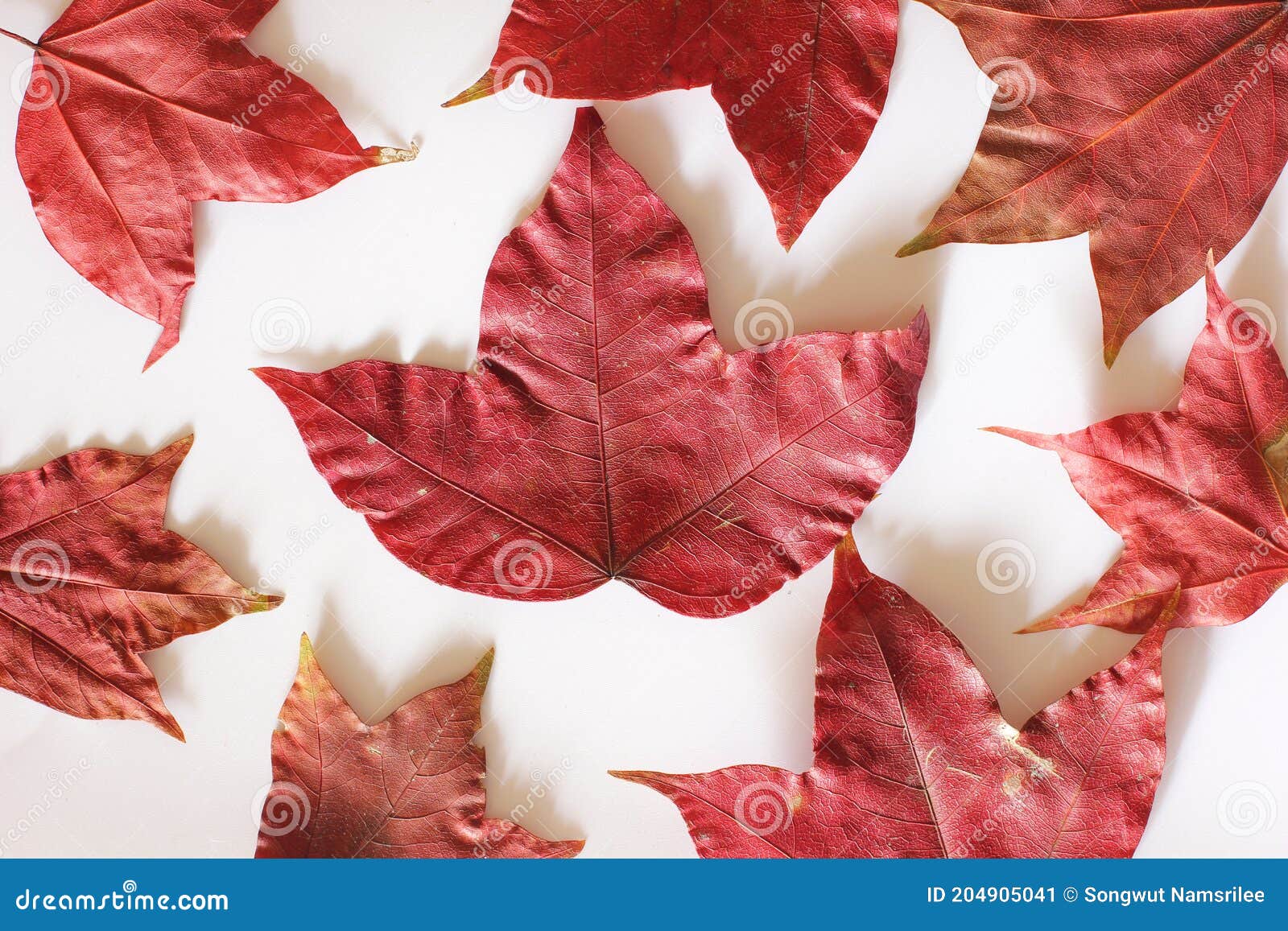 Red Three-pointed Maple Leaf on a White Background Stock Image - Image ...