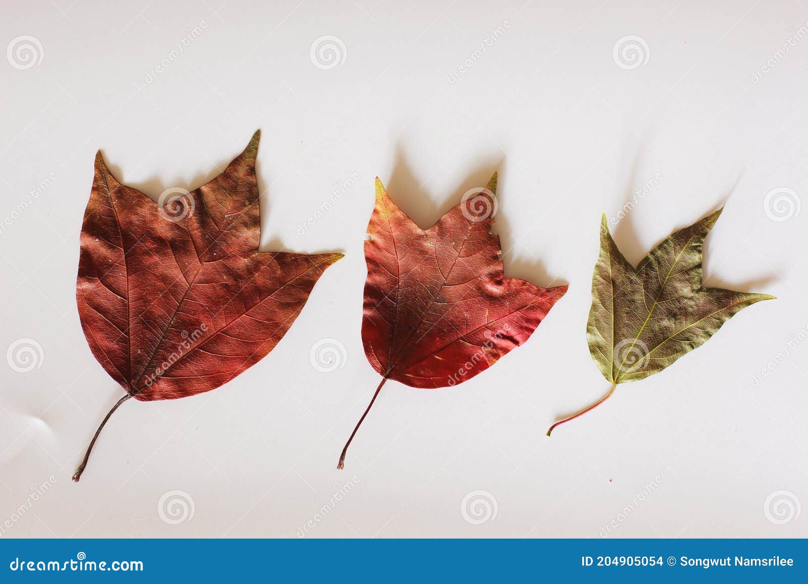 Red Three-pointed Maple Leaf on a White Background Stock Photo - Image ...