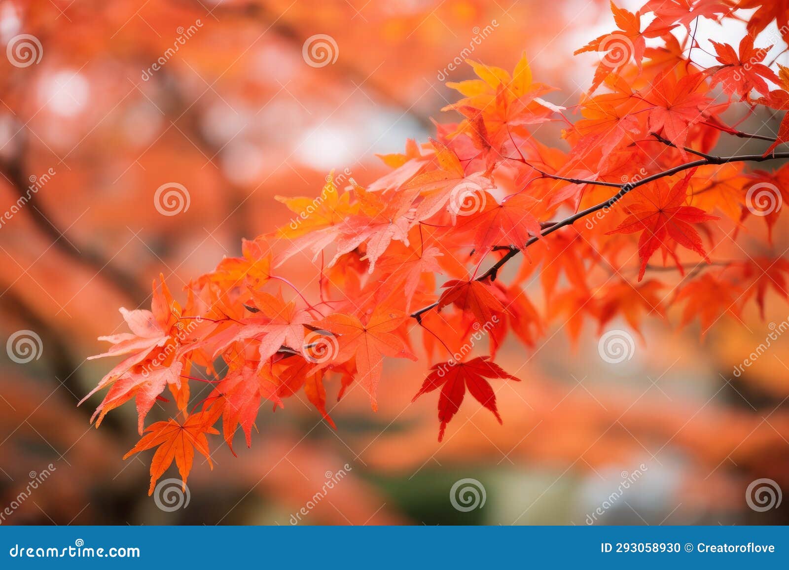 Red Maple Leaves in Falling in Winter Stock Illustration - Illustration ...