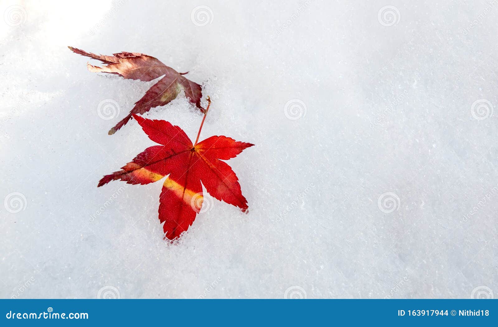 Red maple leaves on snow stock photo. Image of beauty - 163917944