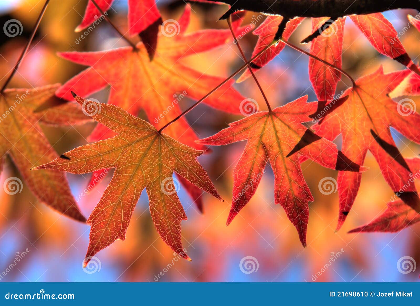 Red Maple Leaves, Golden Autumn Stock Photo - Image of seasonal, closes ...