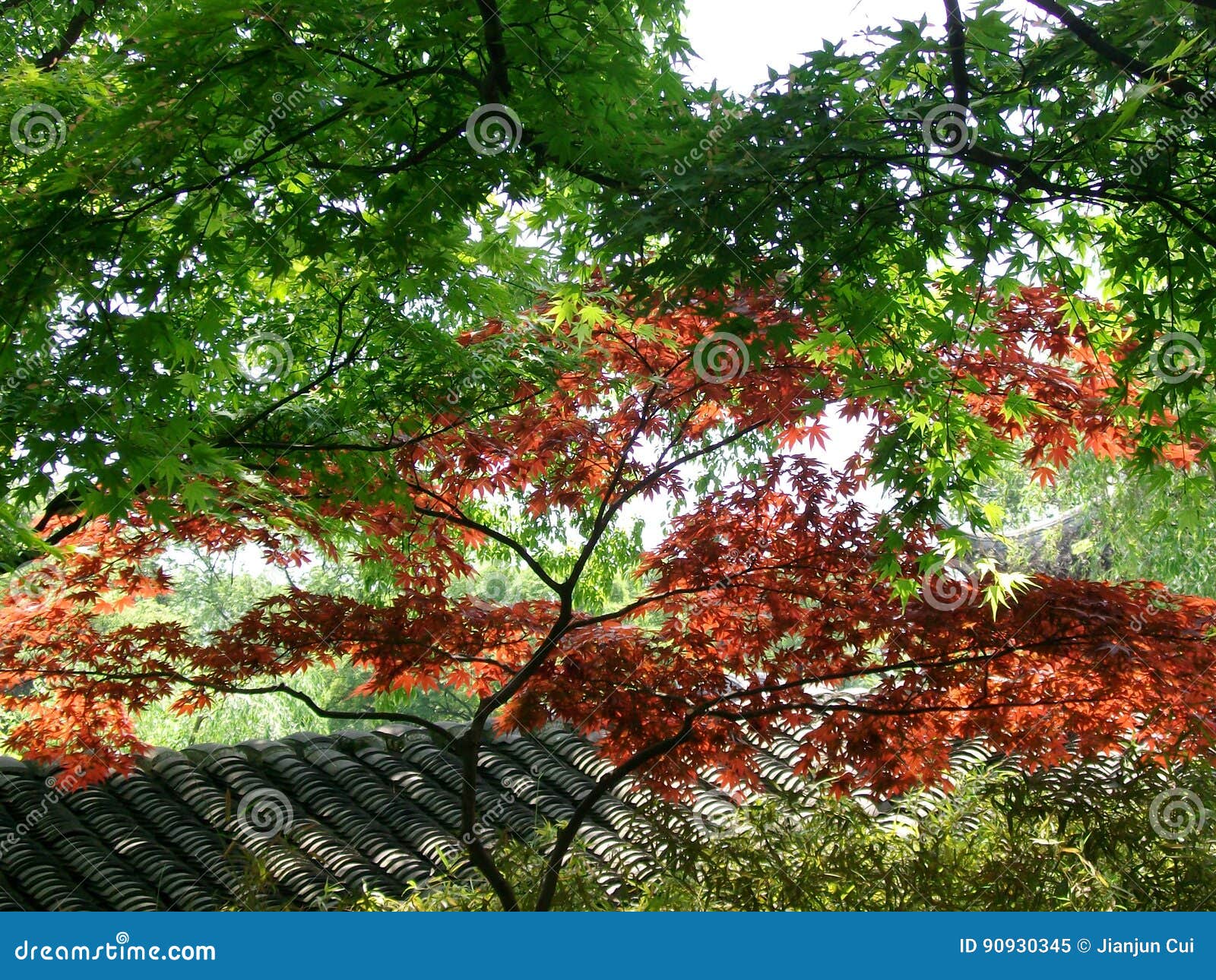 Red maple leaves stock image. Image of temple, summer - 90930345