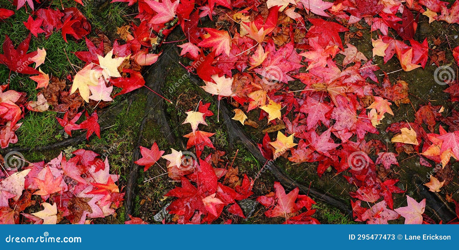 Red Maple Leaves on Ground with Tree Roots Wet with Rain Drops from ...