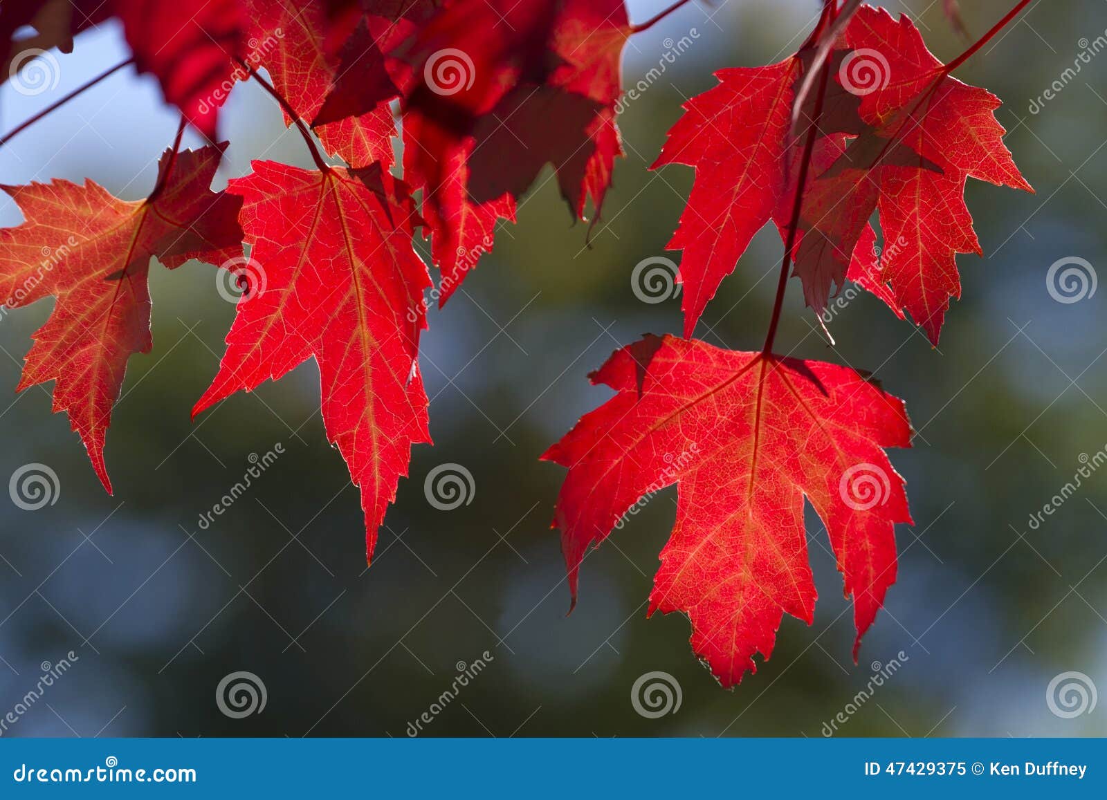 Red maple leaves stock image. Image of fall, hanging - 47429375