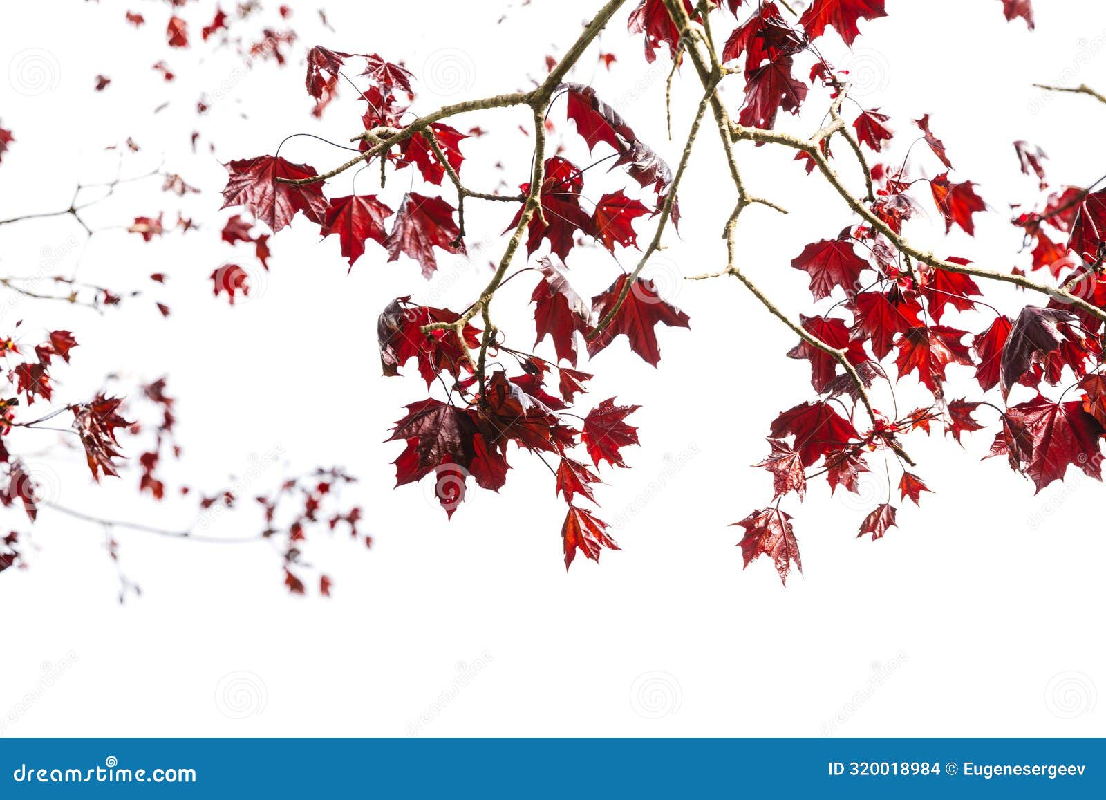 Red Maple Leaves Isolated on White Background, Natural Photo Stock ...