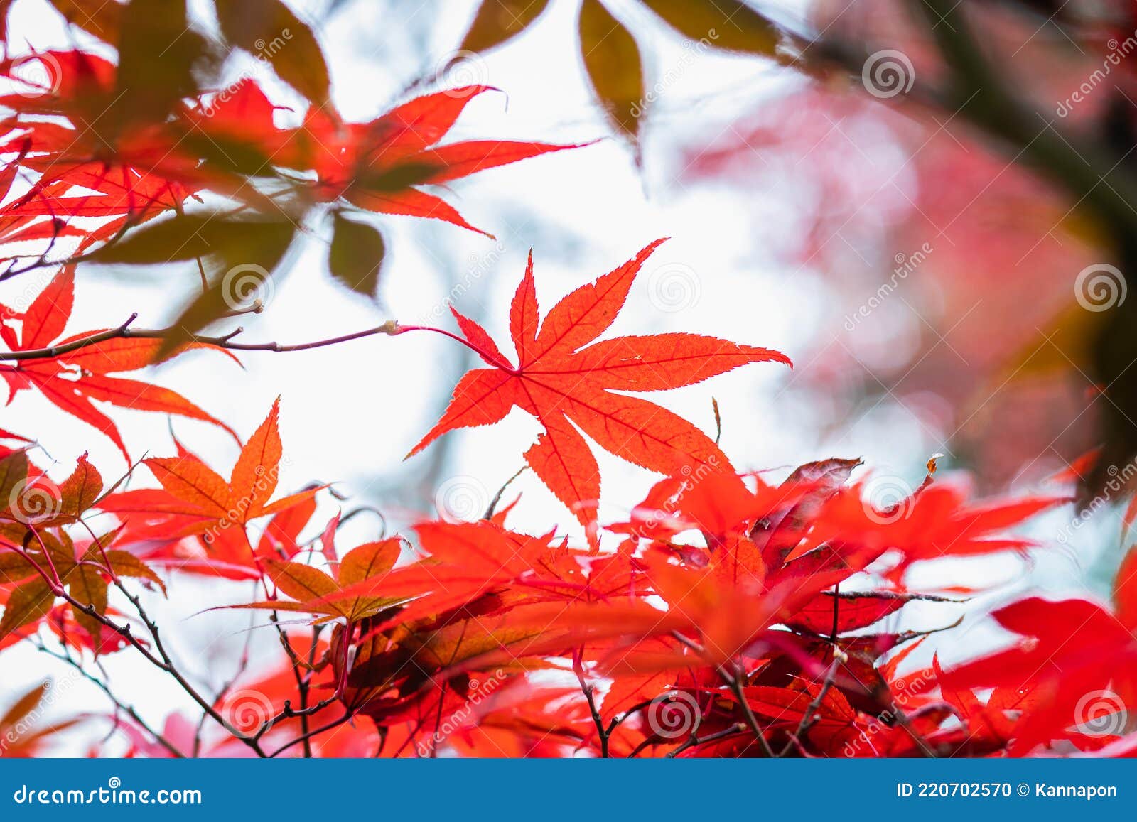 Red maple Leaves in Japan stock photo. Image of plant - 220702570