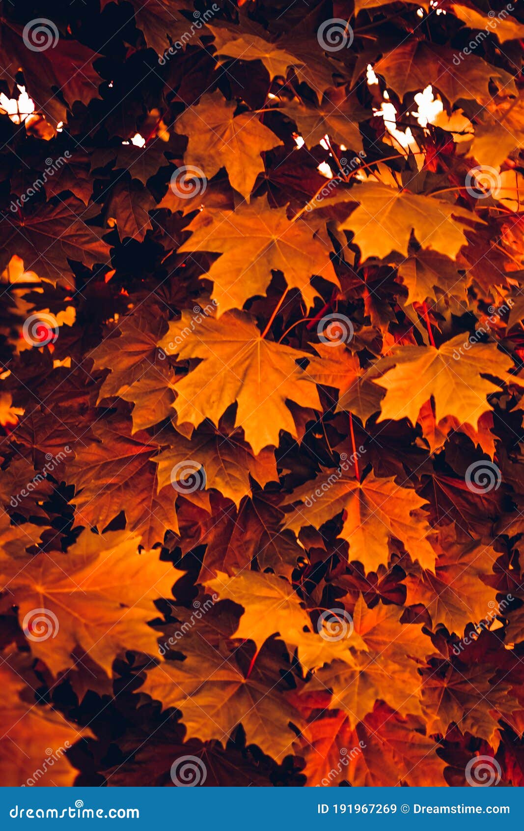 Red Maple Leaves. Macro Shooting. Background. Wallpaper Stock Image ...