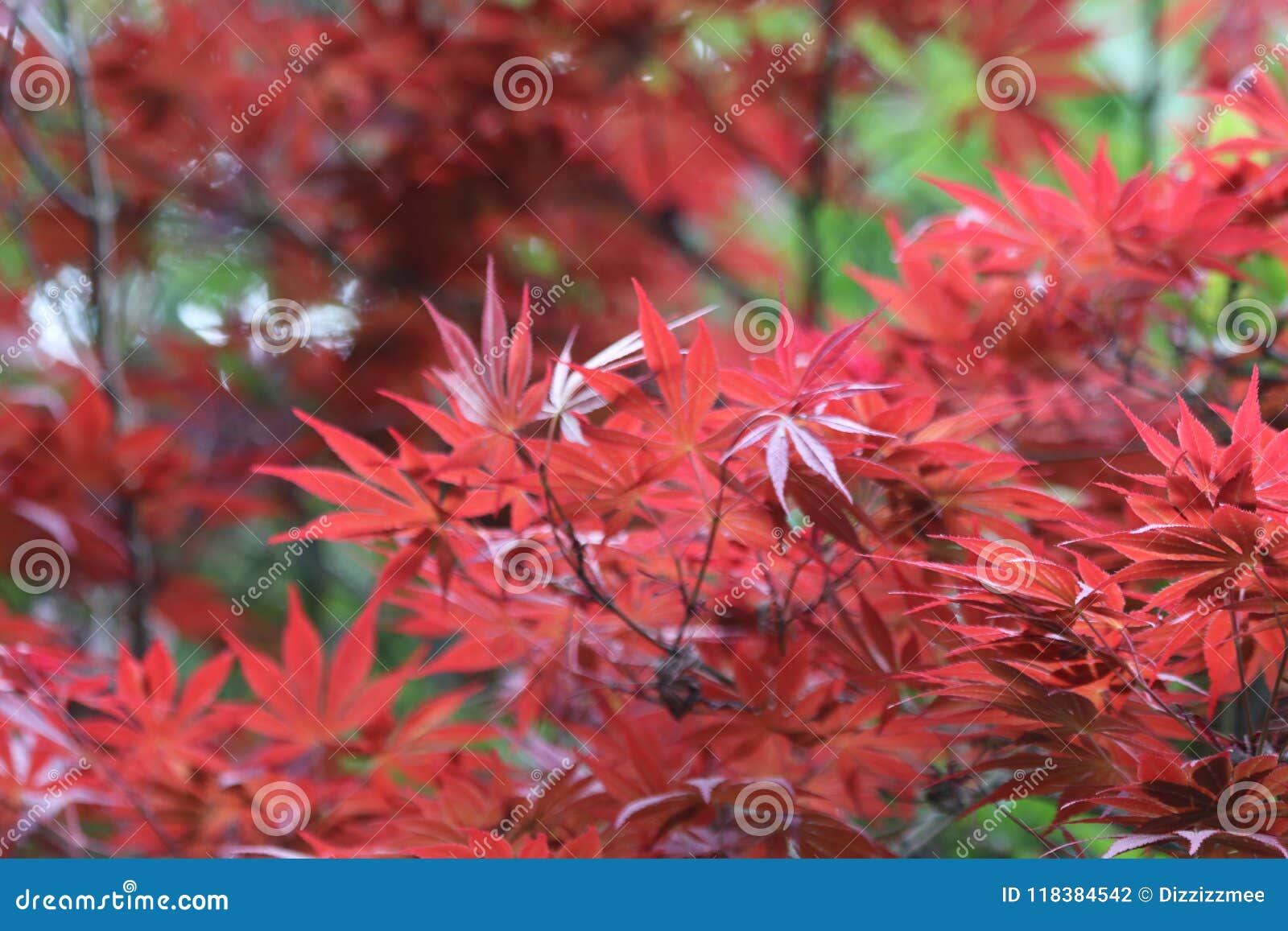 Omaha Flower. New Beginning, New Leaves, Signs Of New Life In Spring ...