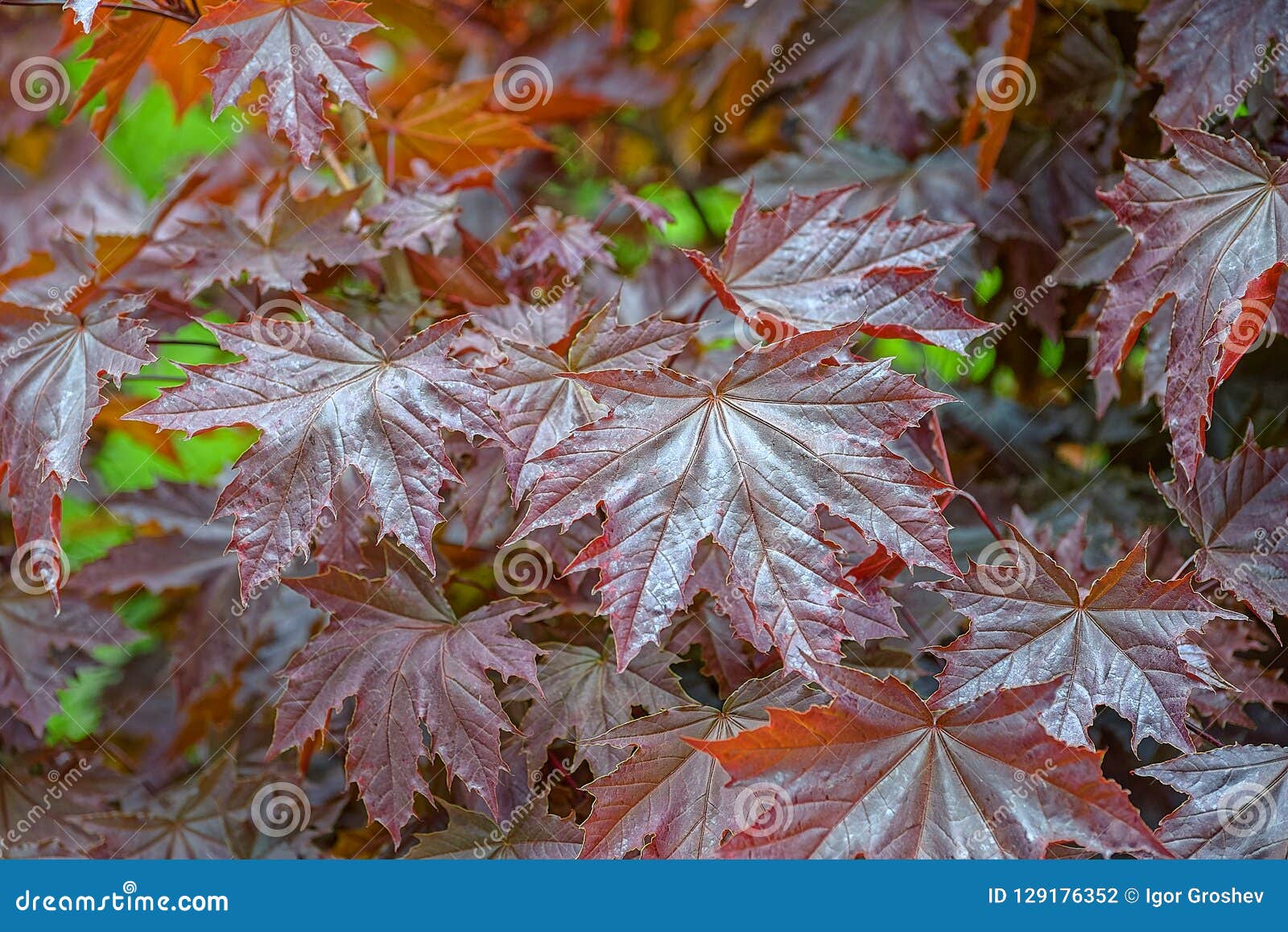 Red Maple Leaves Over Blurred Background Stock Photo - Image of ...