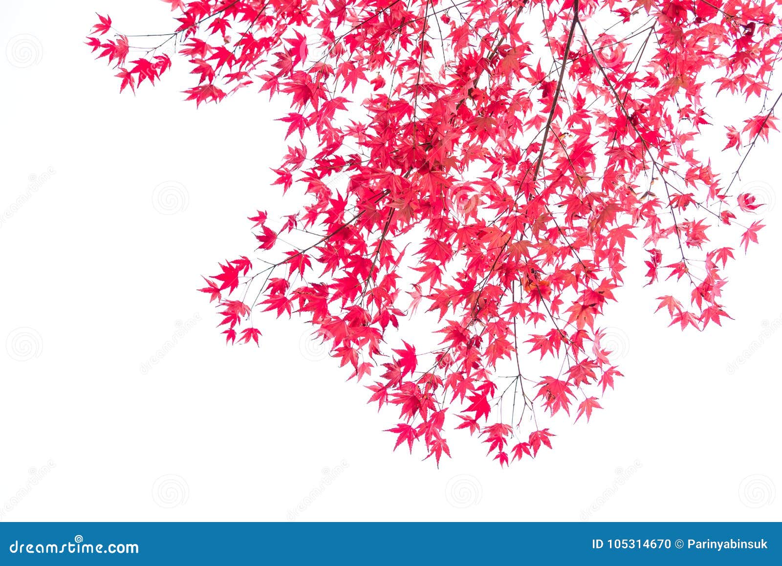 Red Maple Leaves Over White Background Stock Photo - Image of asia ...